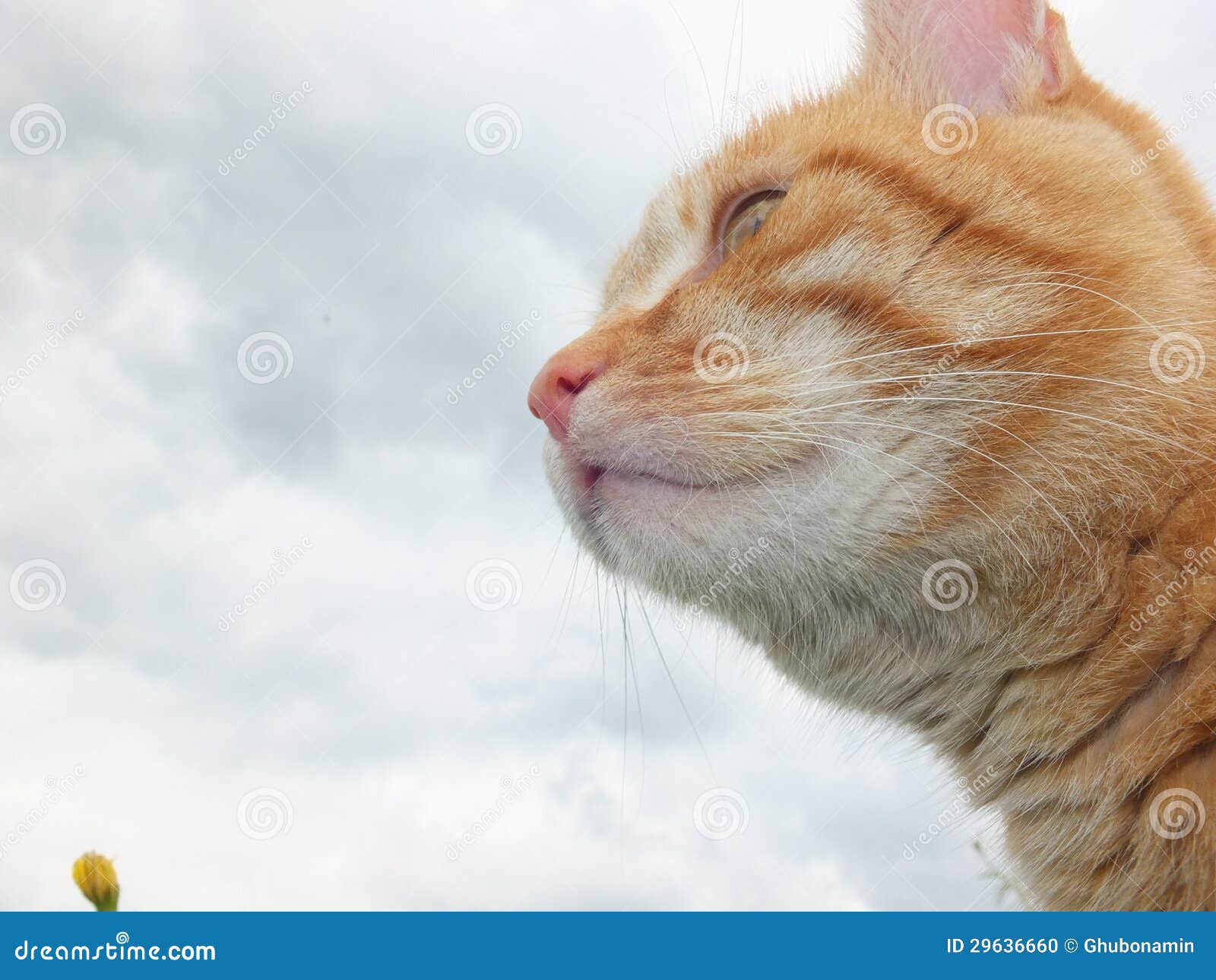 Cat outside stock photo. Image of domestic, outside, outdoor - 29636660
