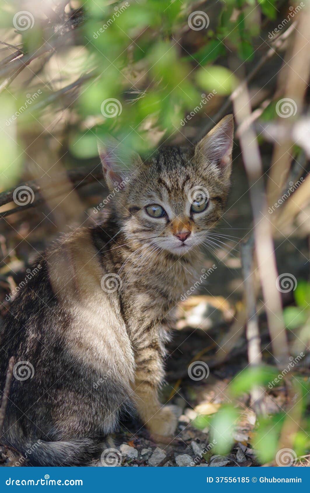 Cat outside stock image. Image of friend, nature, kitten - 37556185