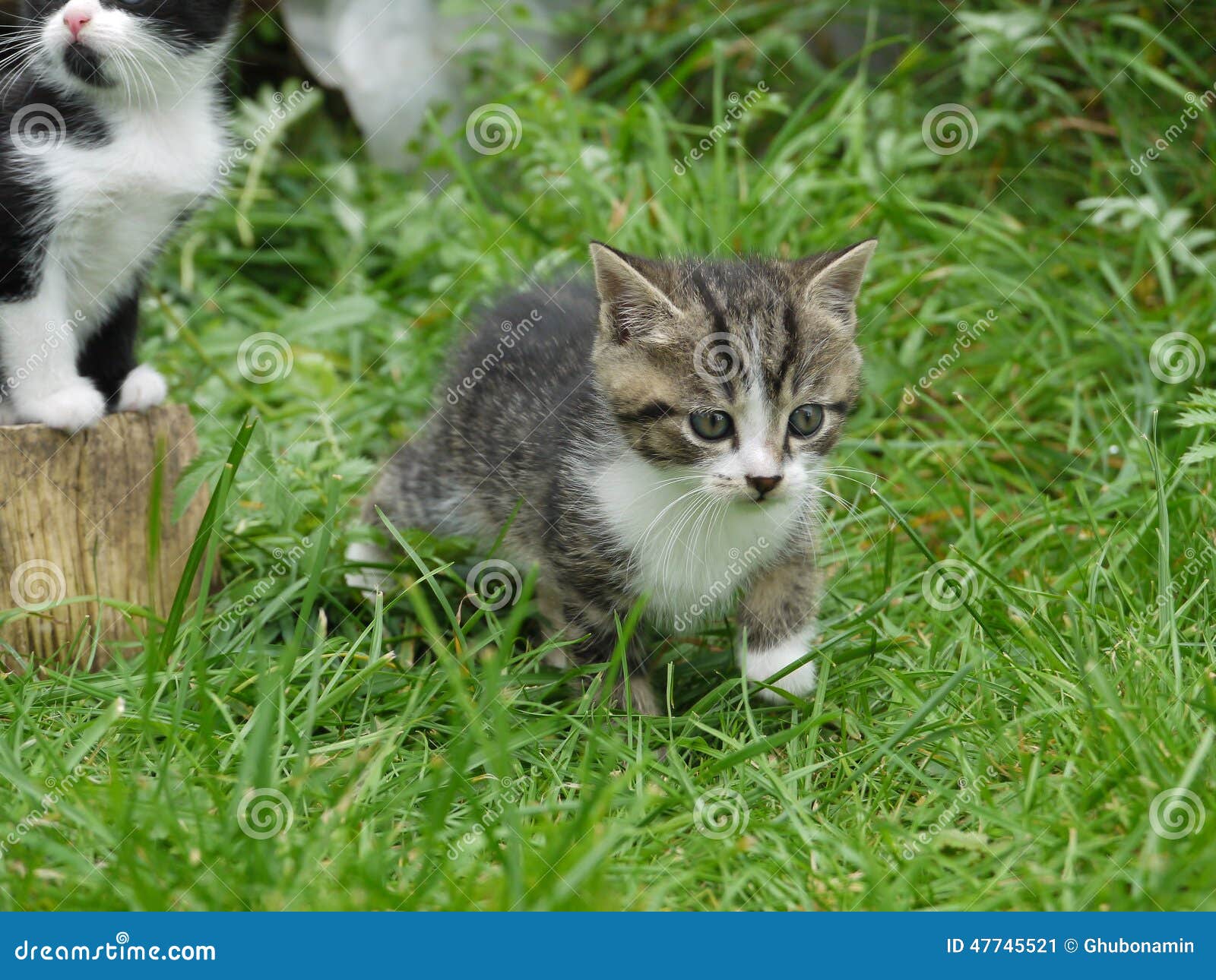 Cat outside stock image. Image of kitten, hairy, outside - 47745521