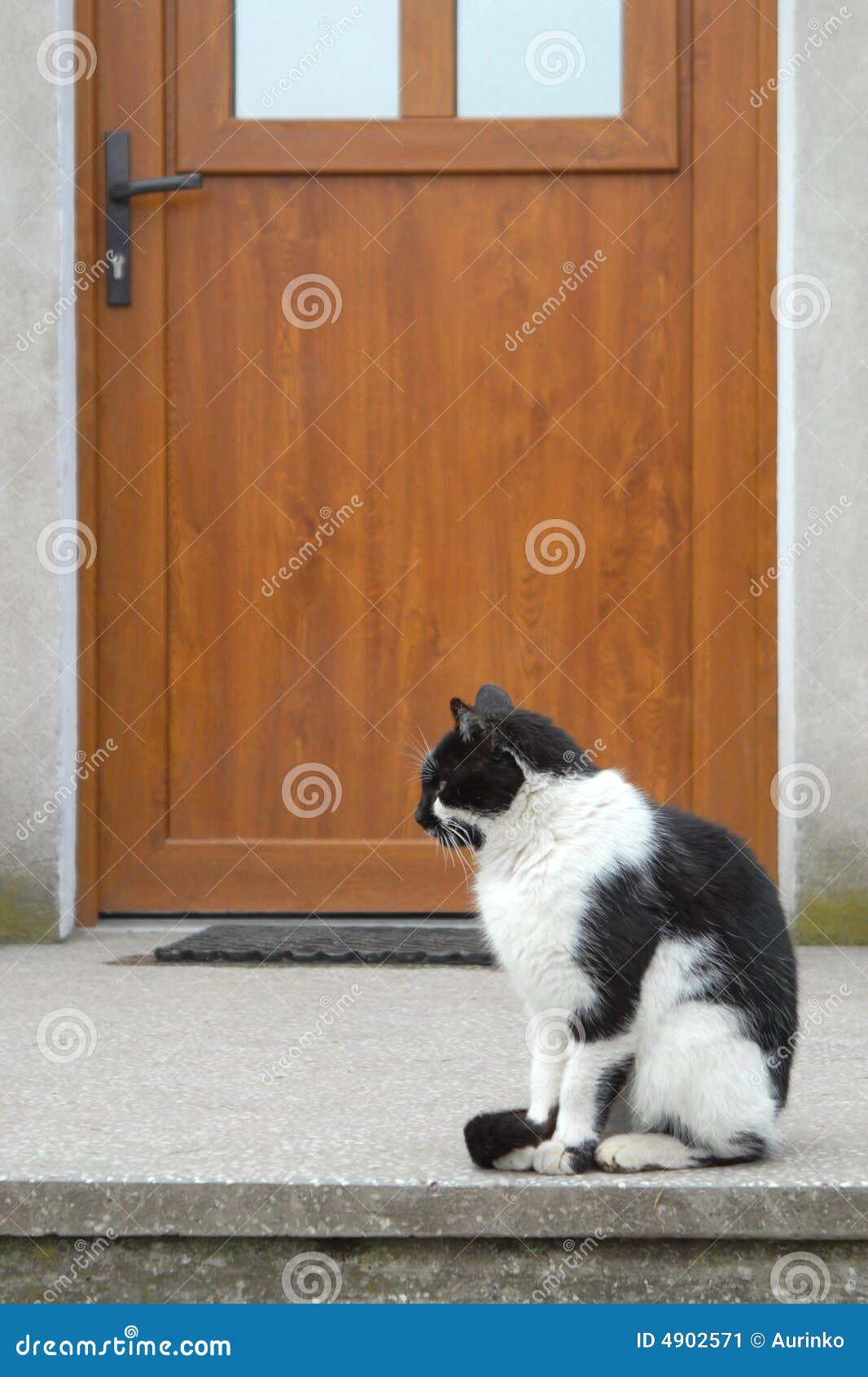 Cat outside door stock image. Image of cute, doorway, outdoors - 4902571