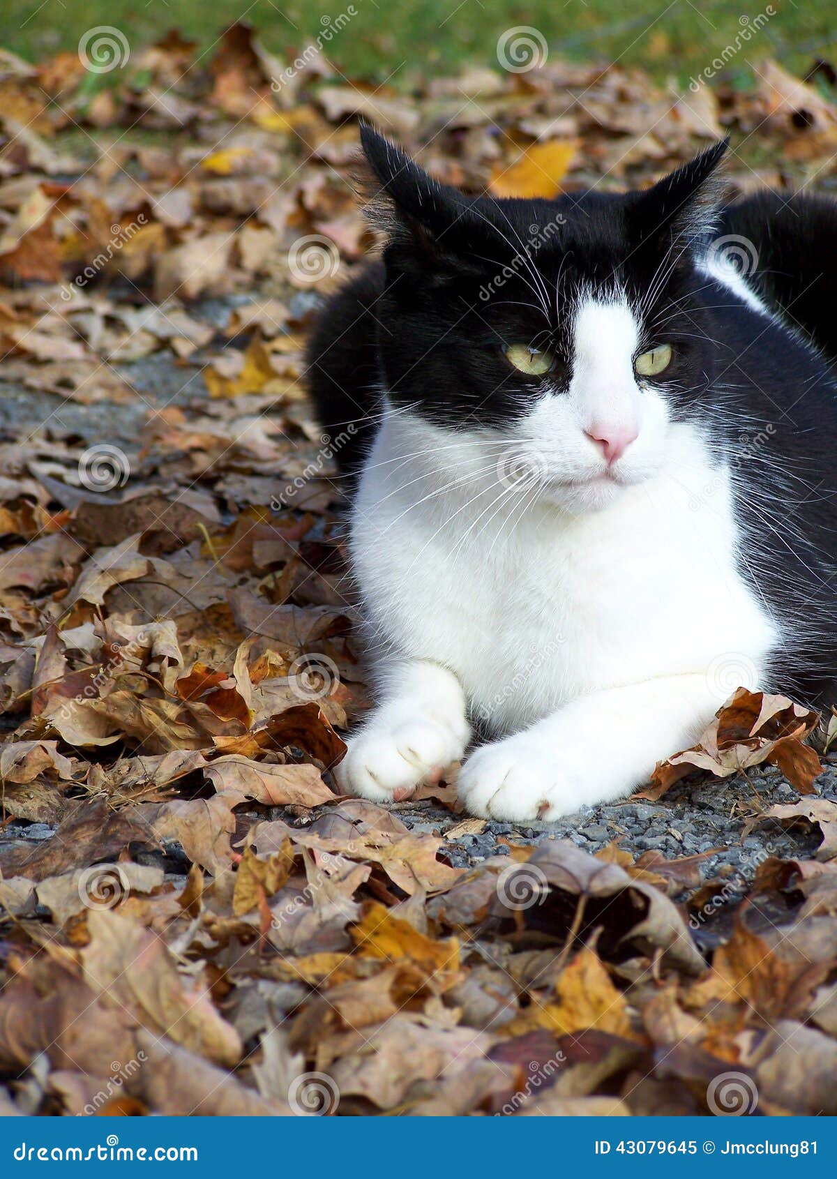 Cat Outside with Fall Leaves Stock Image - Image of gravel, ground ...