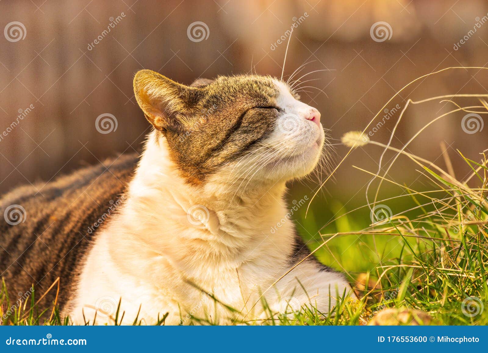 Cat outside stock photo. Image of mammals, outside, closed - 176553600