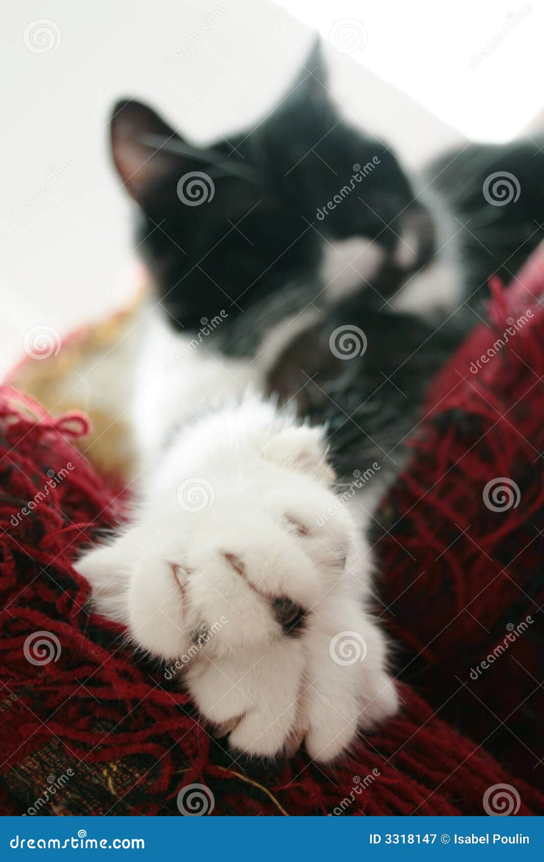 Cat outstretched on sofa stock image. Image of paws, animal - 3318147
