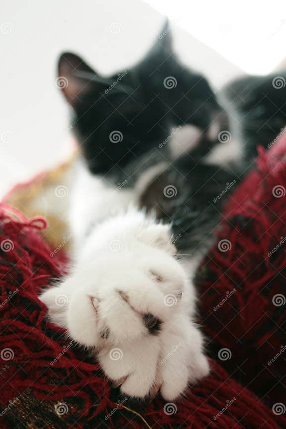Cat outstretched on sofa stock image. Image of paws, animal - 3318147