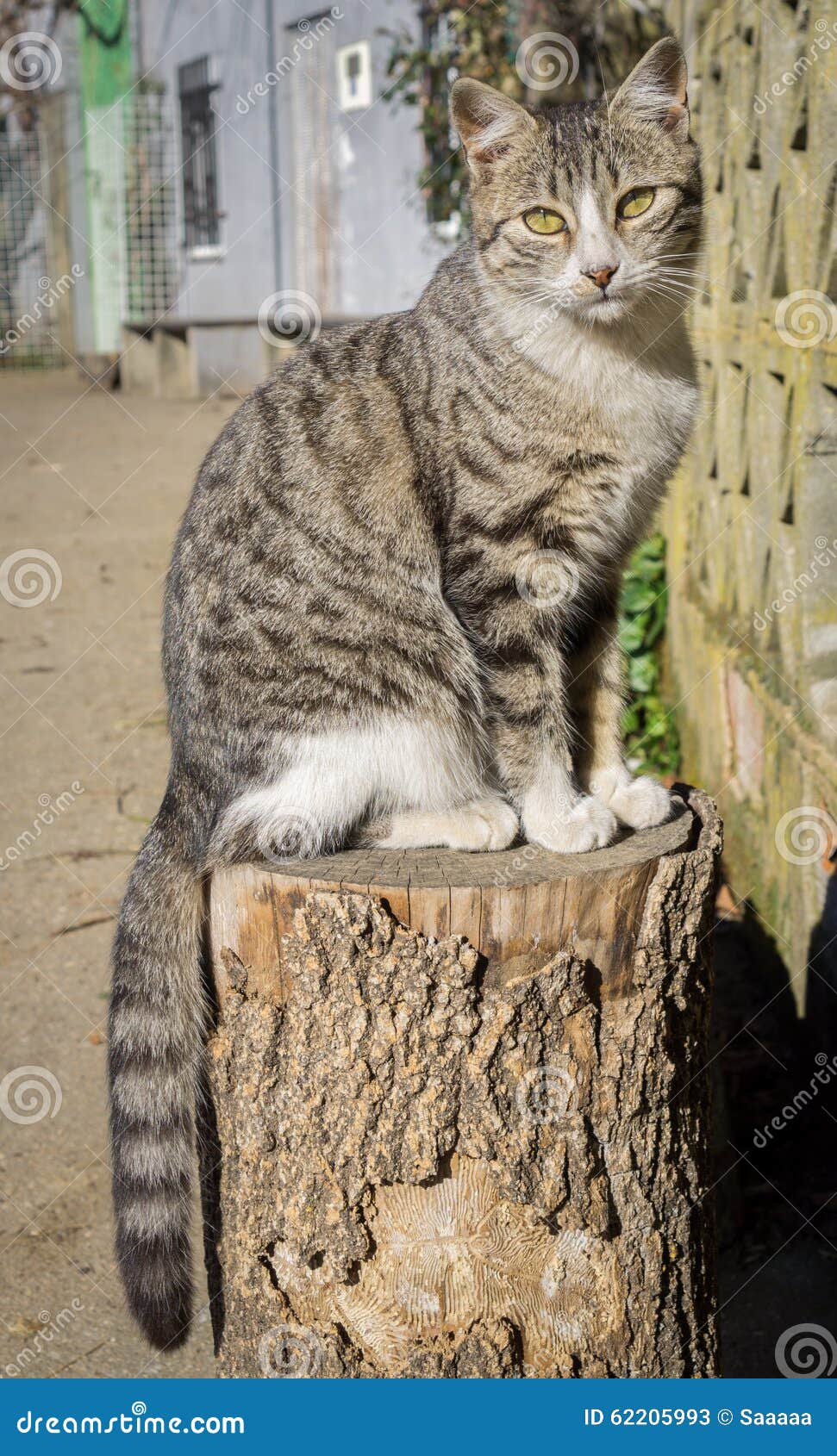 Cat over log, front view stock image. Image of village - 62205993