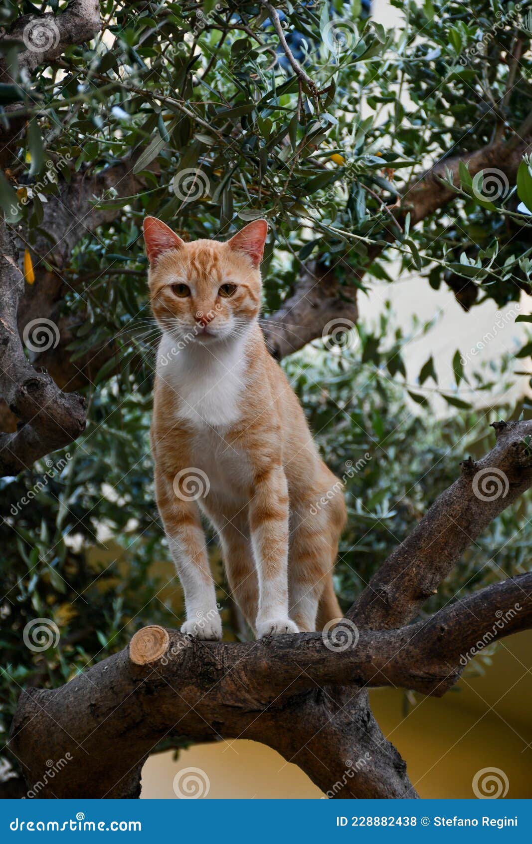 A cat over a tree stock photo. Image of nature, plant - 228882438