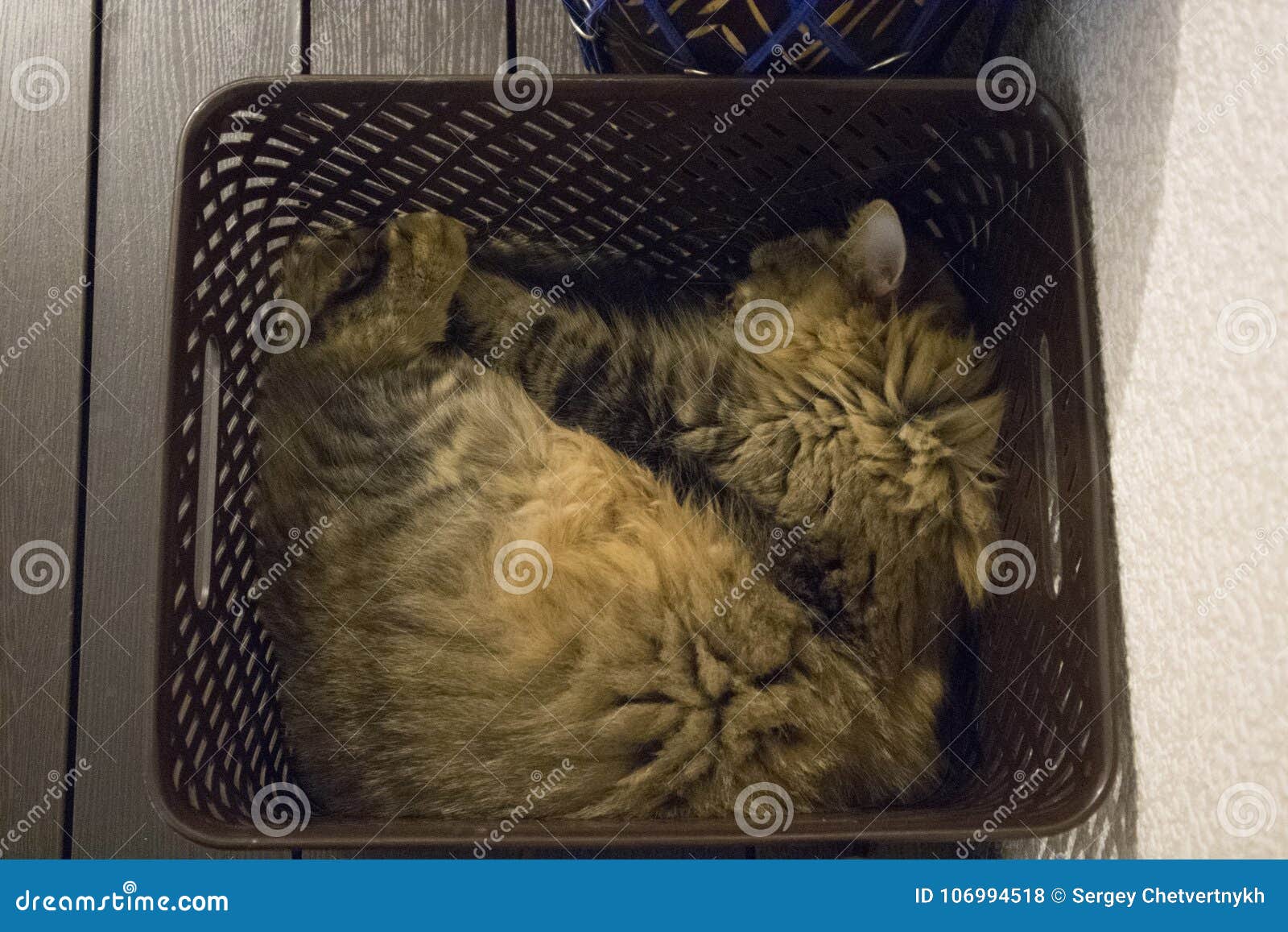 Cat Package stock photo. Image of plastic, animal, mechanic - 106994518