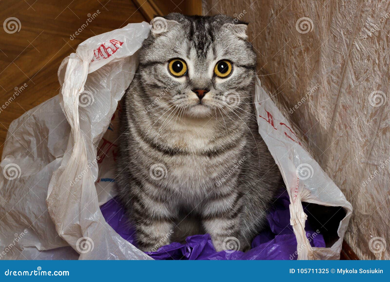 Cat in the Package at Home. Curiosity Cat Stock Image - Image of ...