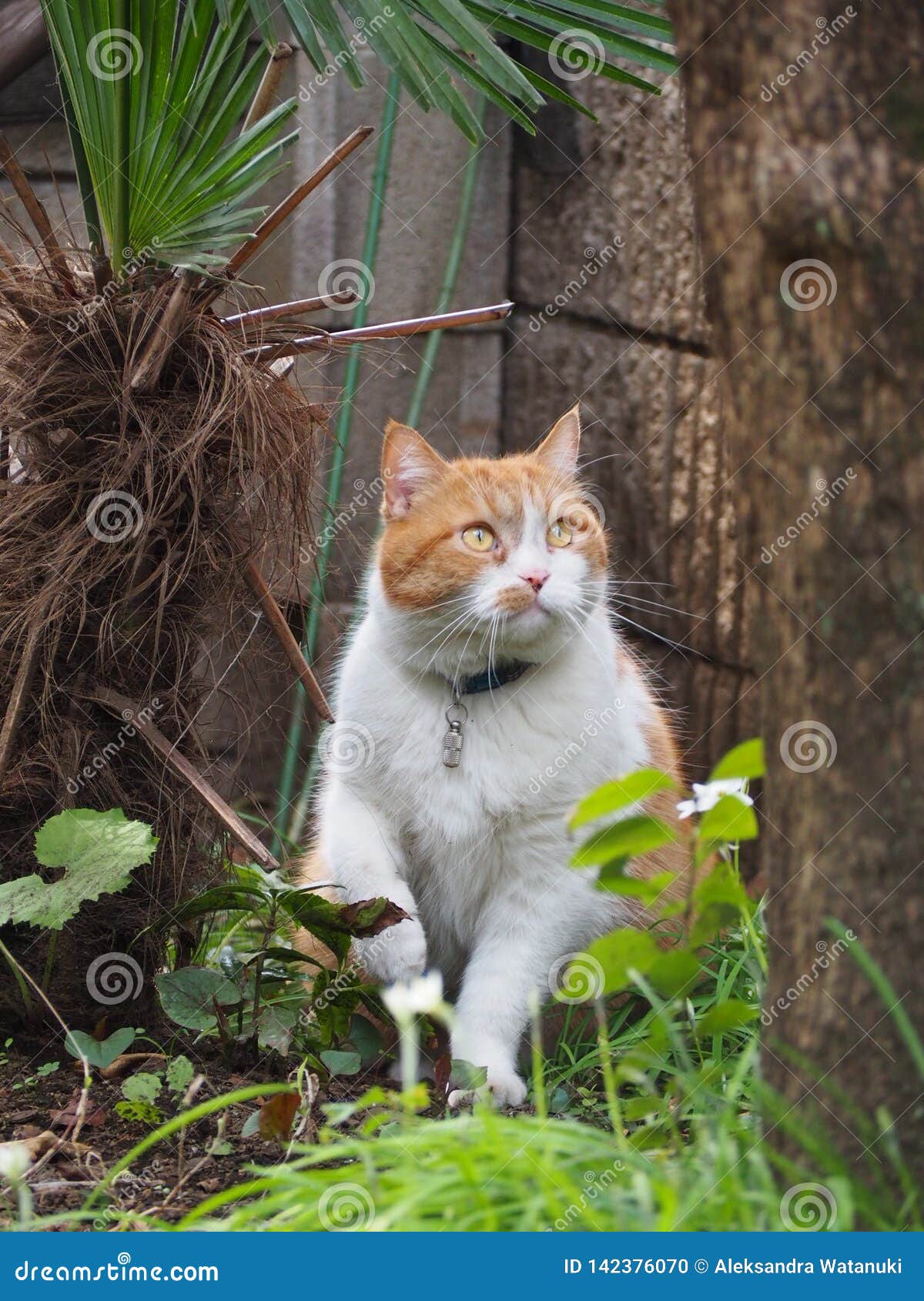 Cat and Palm Tree stock photo. Image of amusement, green - 142376070