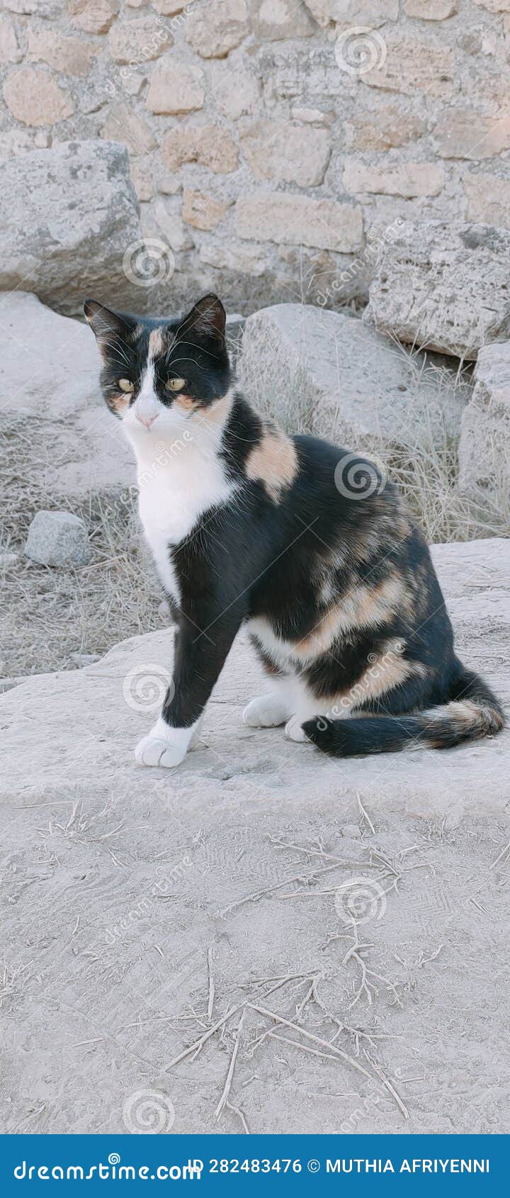 A cat in pamukkale stock photo. Image of calico, turkey - 282483476