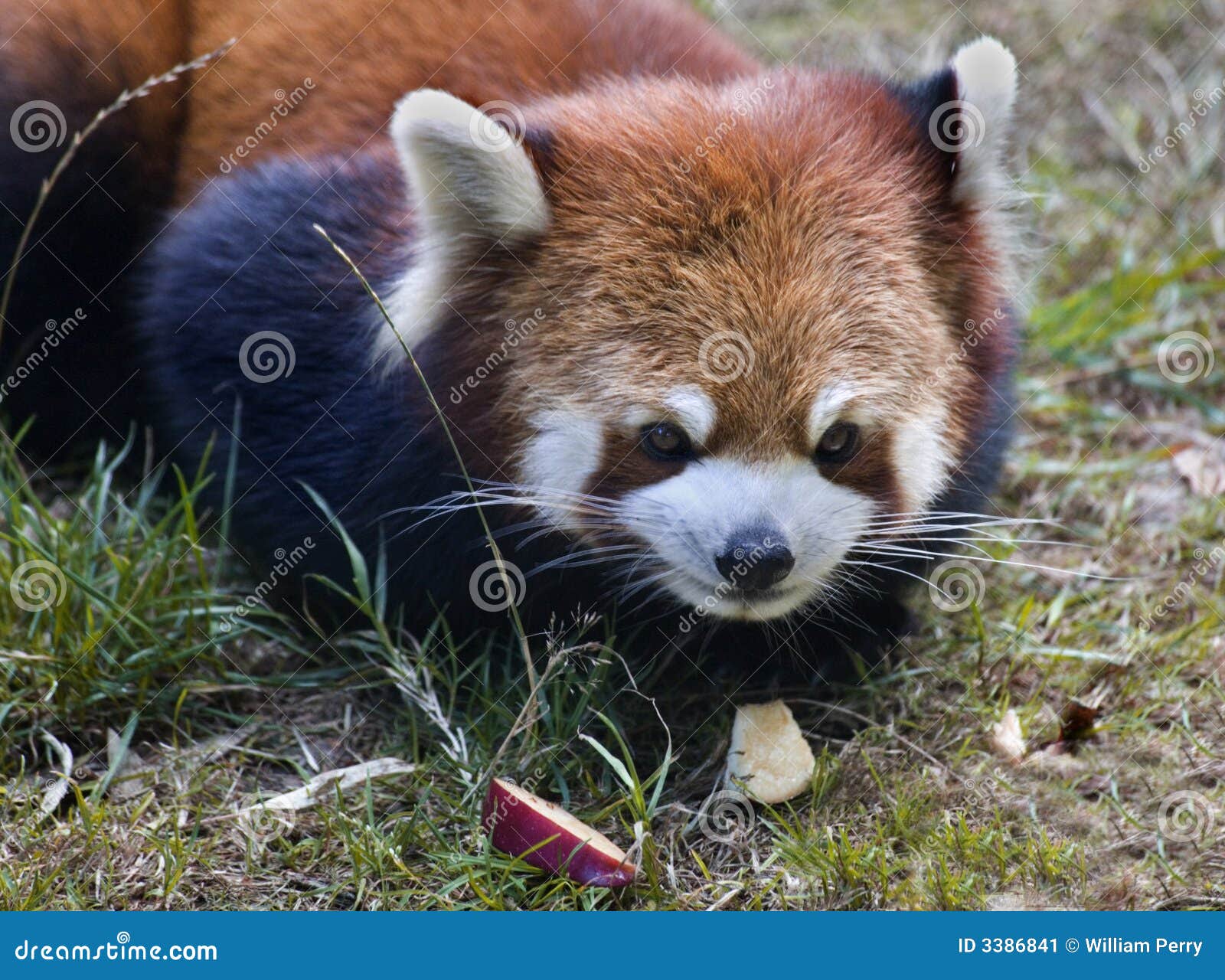 Cat panda red shining 库存图片. 图片 包括有 纵向, 哺乳动物, 室外, 本质, 红色 - 3386841