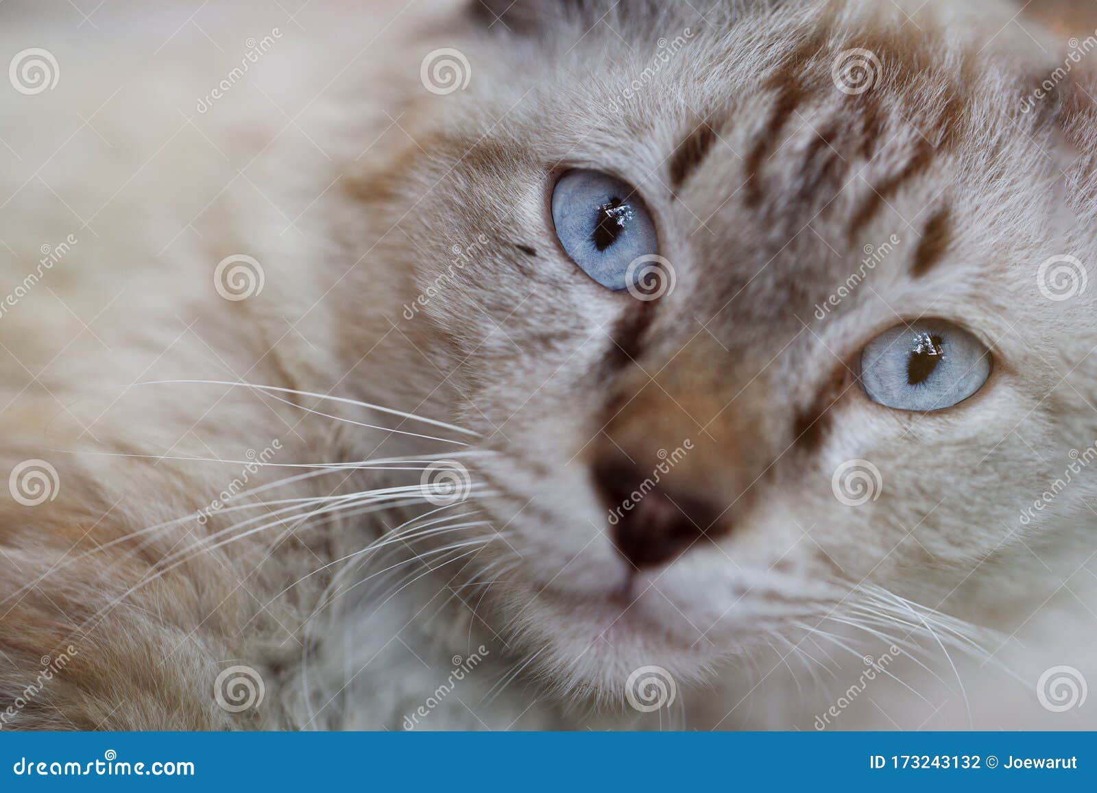 Cat with panic eyes stock photo. Image of soft, cute - 173243132