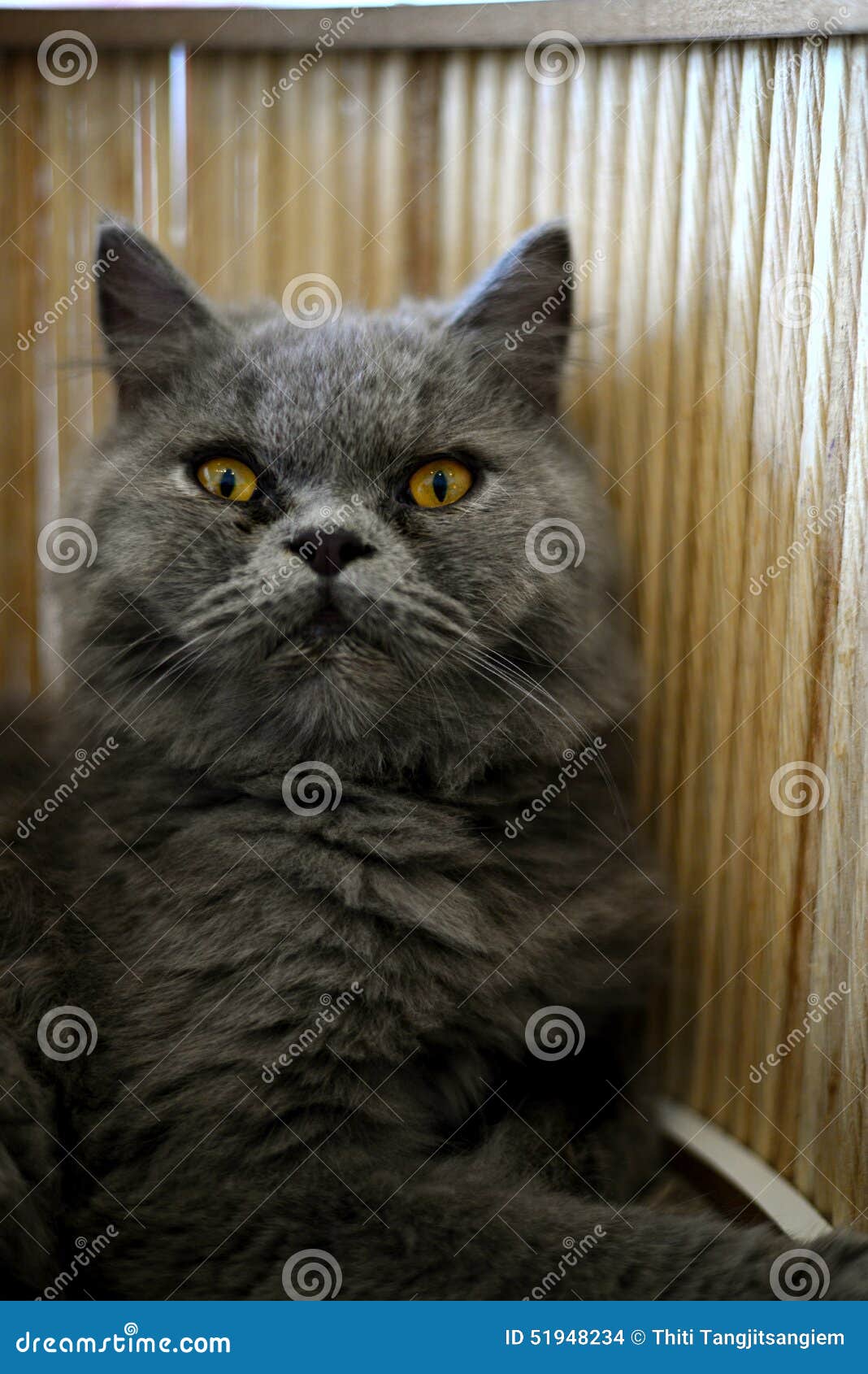 Cat panic stock photo. Image of furry, kitten, close - 51948234