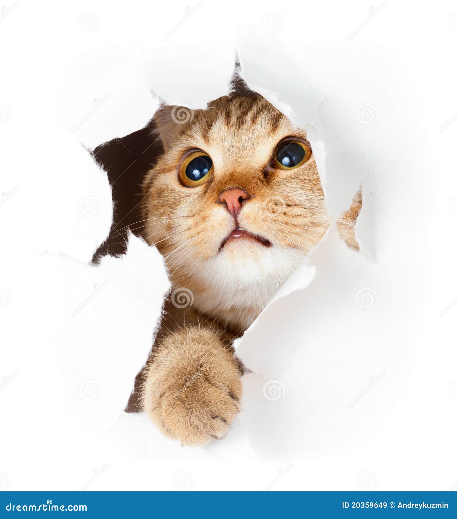 Cat in Paper Side Torn Hole Isolated Stock Image - Image of breed, hole ...