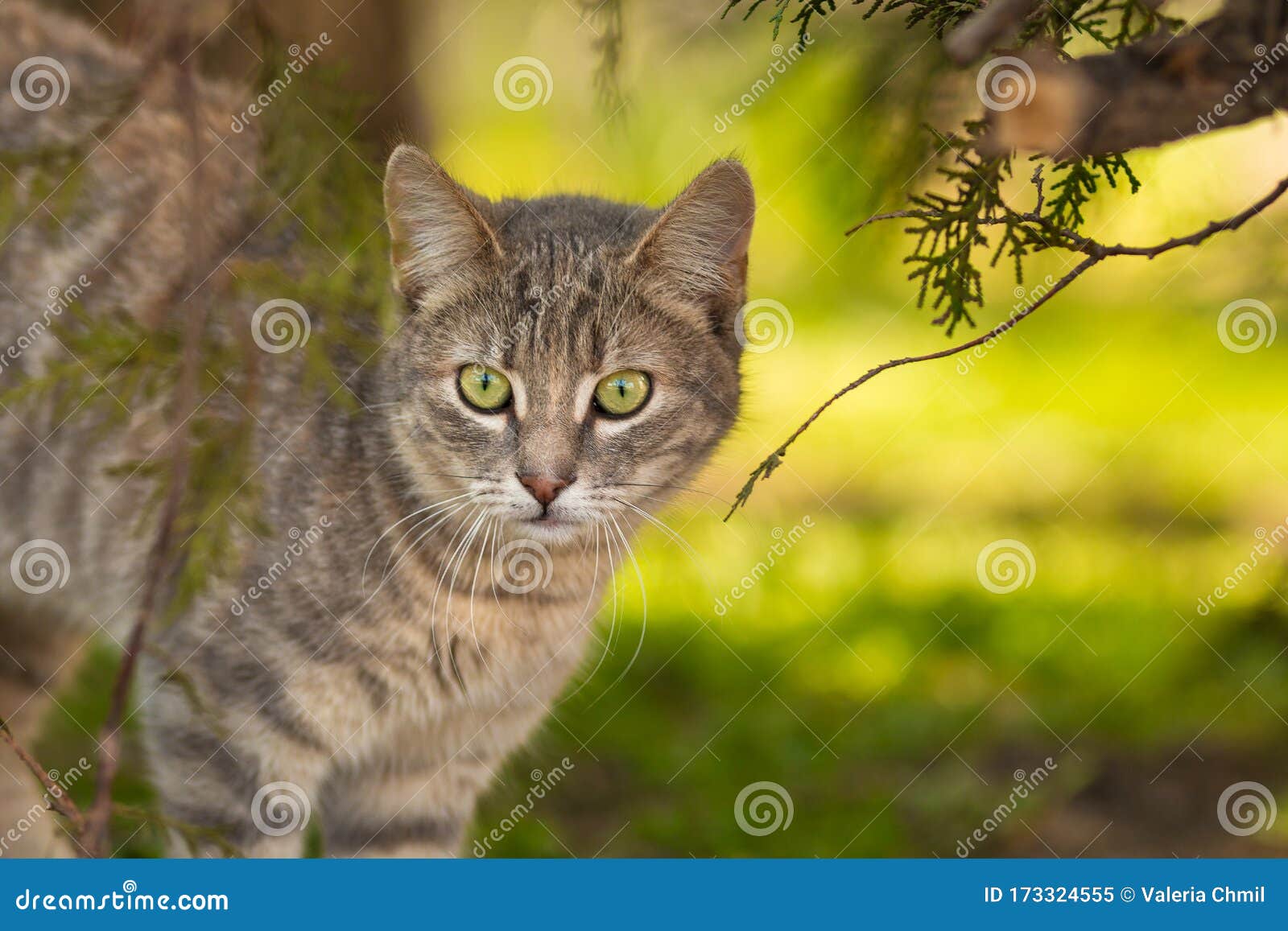 Cat in the park stock image. Image of look, field, grass - 173324555
