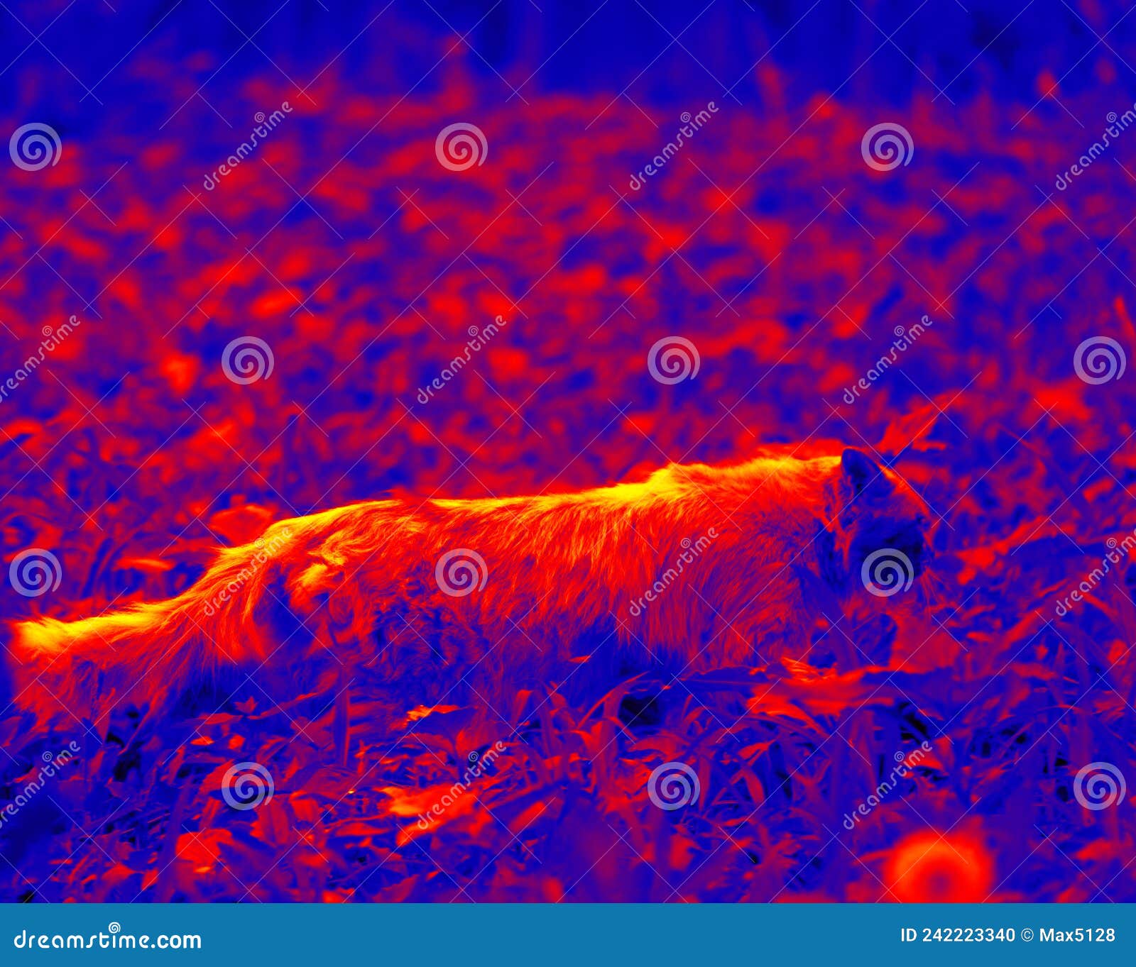 A cat in the park infrared stock photo. Image of brood - 242223340