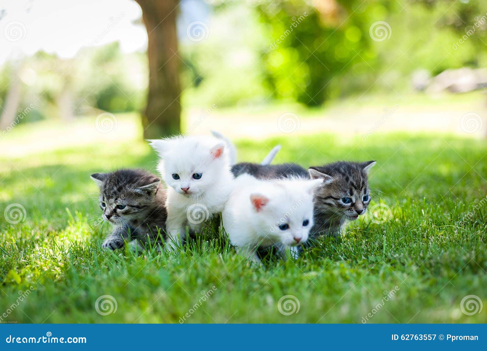 Cat in park stock image. Image of basket, meowing, kitty - 62763557
