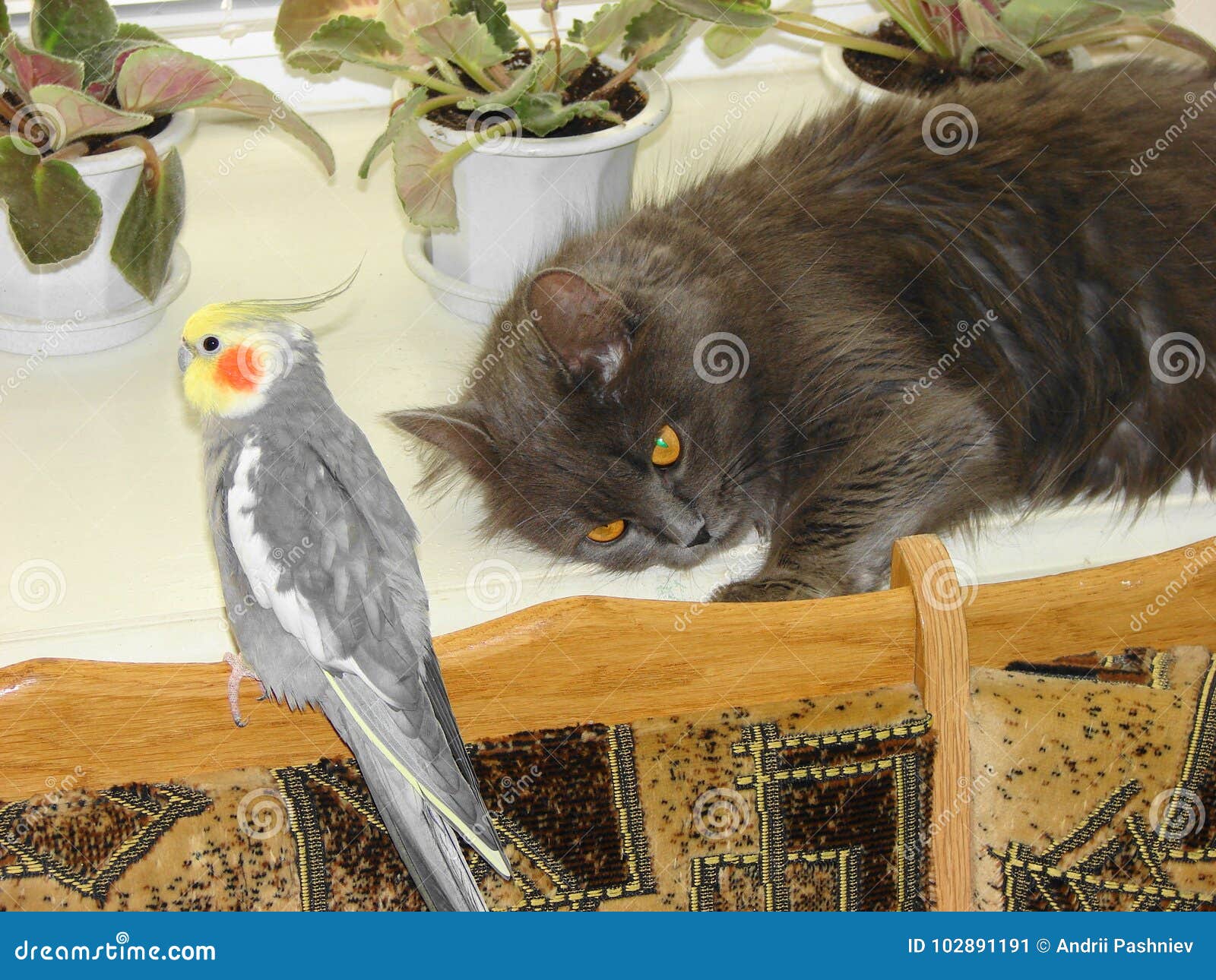 Cat and parrot stock image. Image of domestic, friendship - 102891191