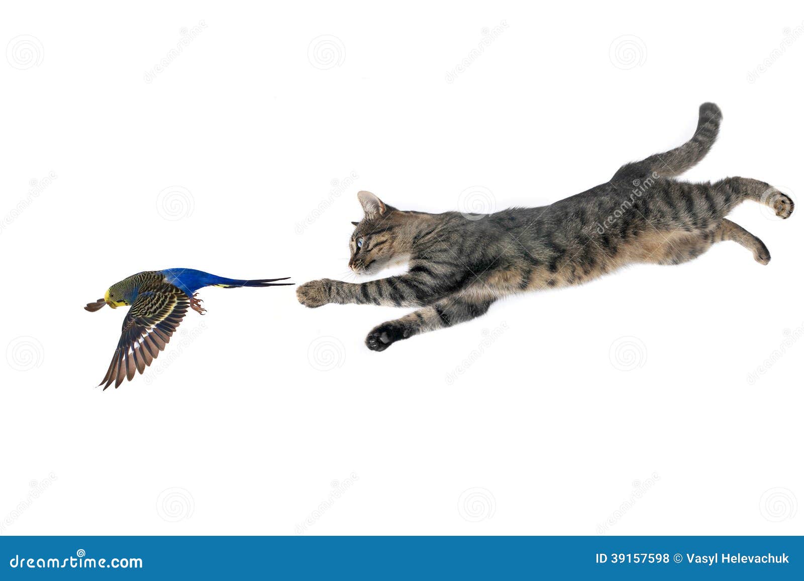 Cat and parrot stock photo. Image of kitten, action, baby - 39157598