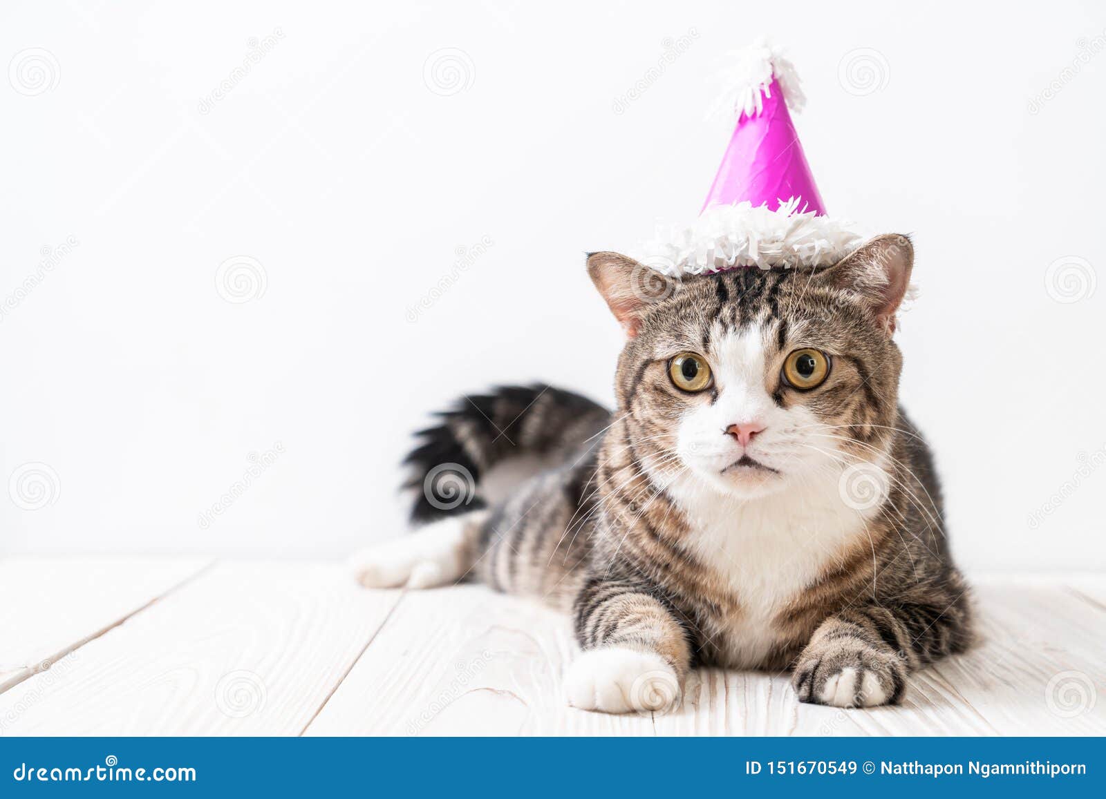 Cat with party hat stock image. Image of celebration - 151670549