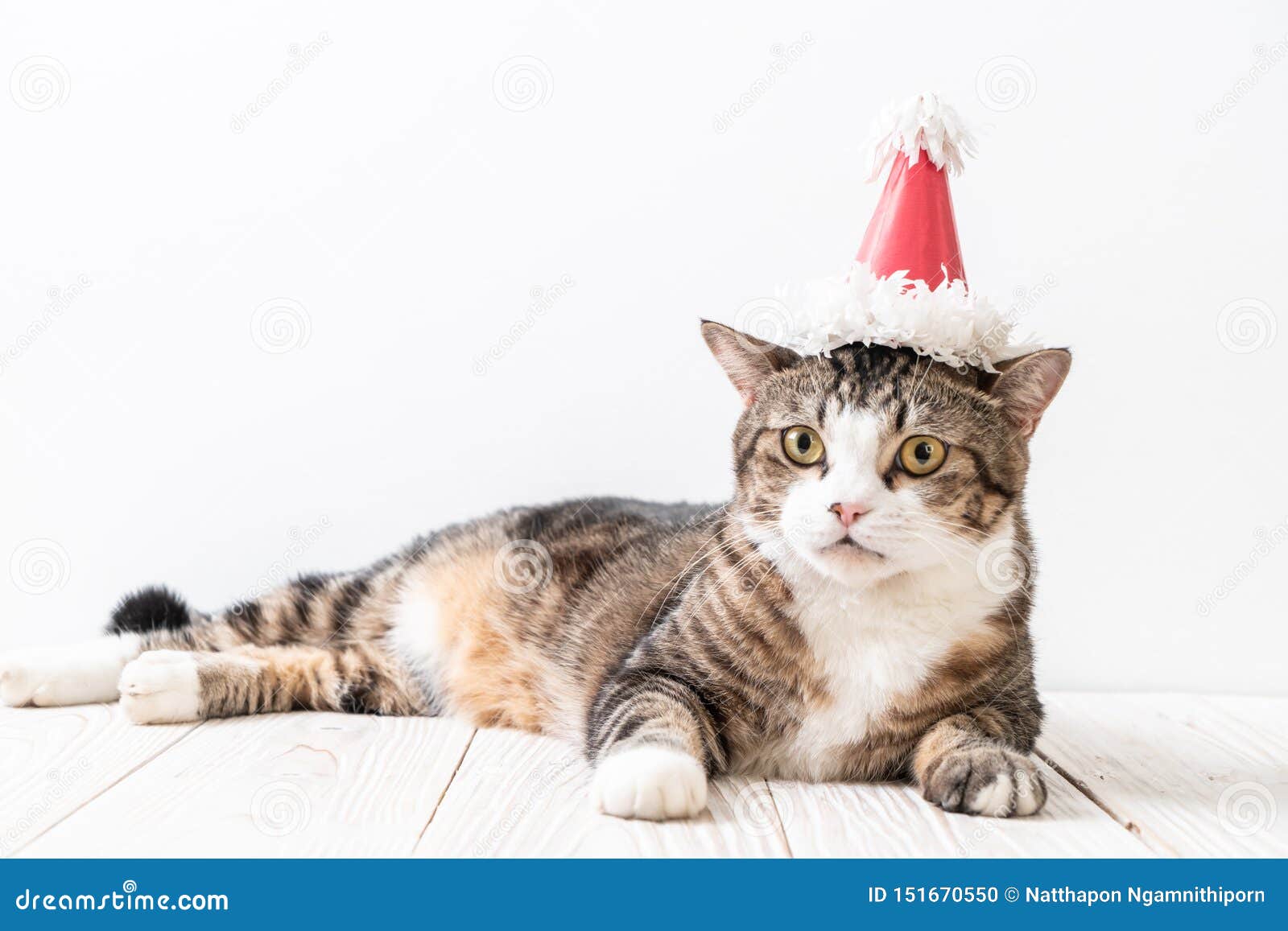 Cat with party hat stock photo. Image of kitty, sitting - 151670550