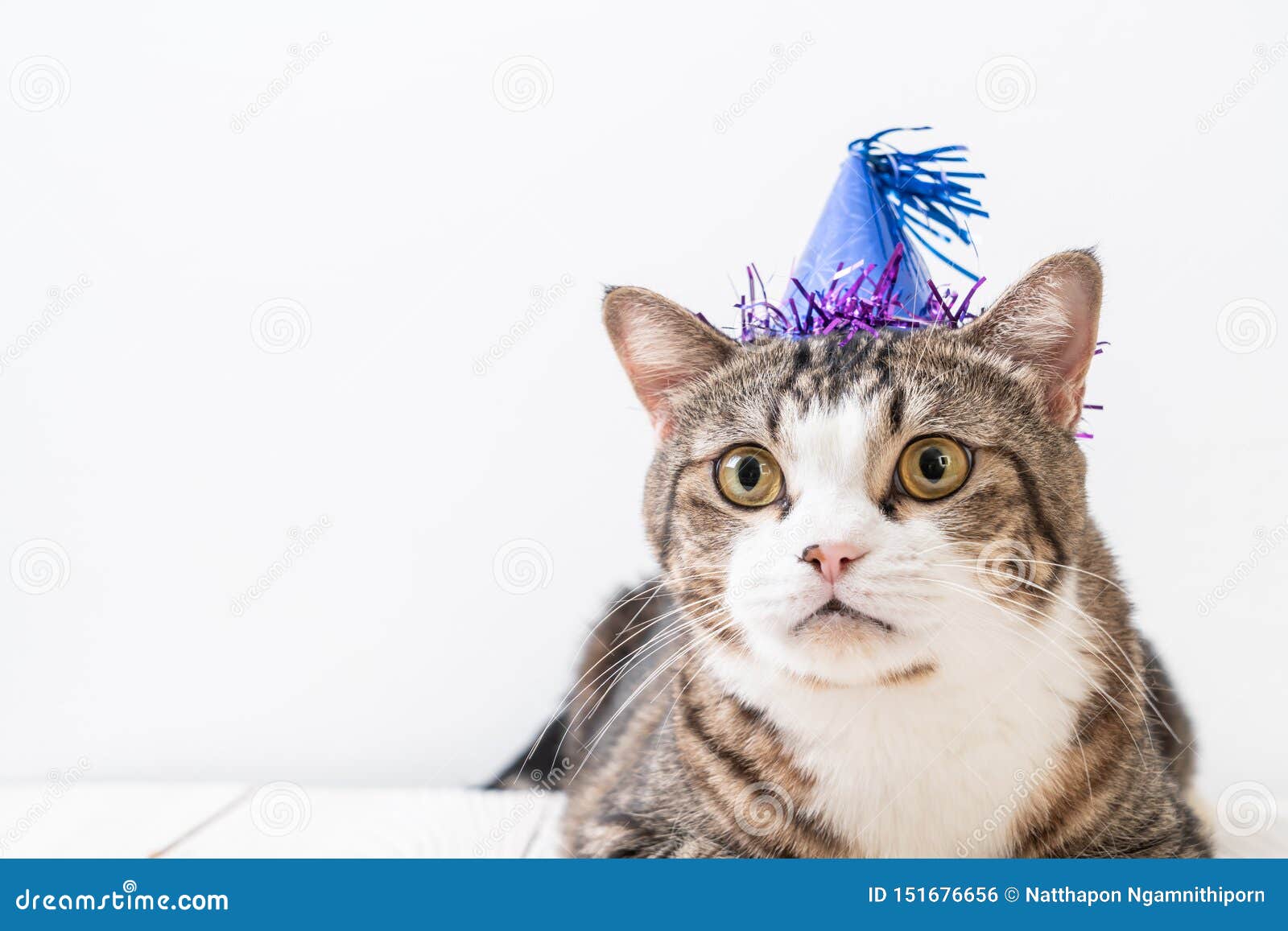 Cat with party hat stock photo. Image of view, celebration - 151676656