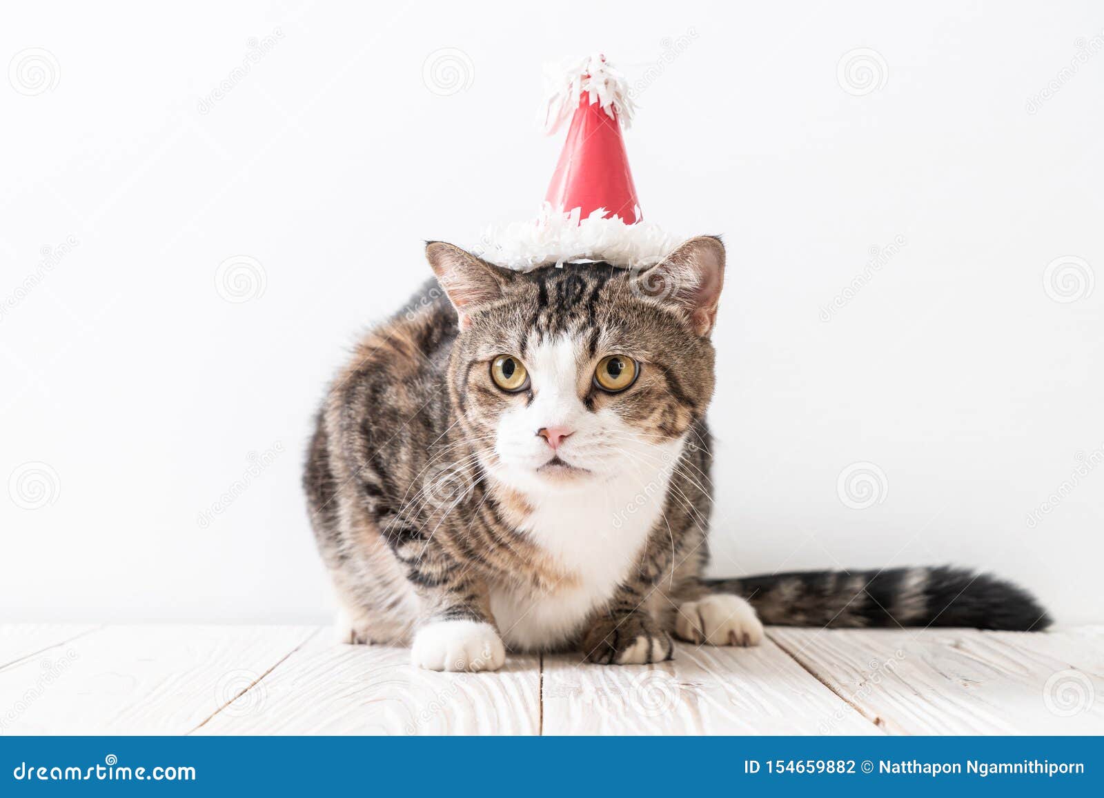 Cat with party hat stock photo. Image of funny, studio - 154659882