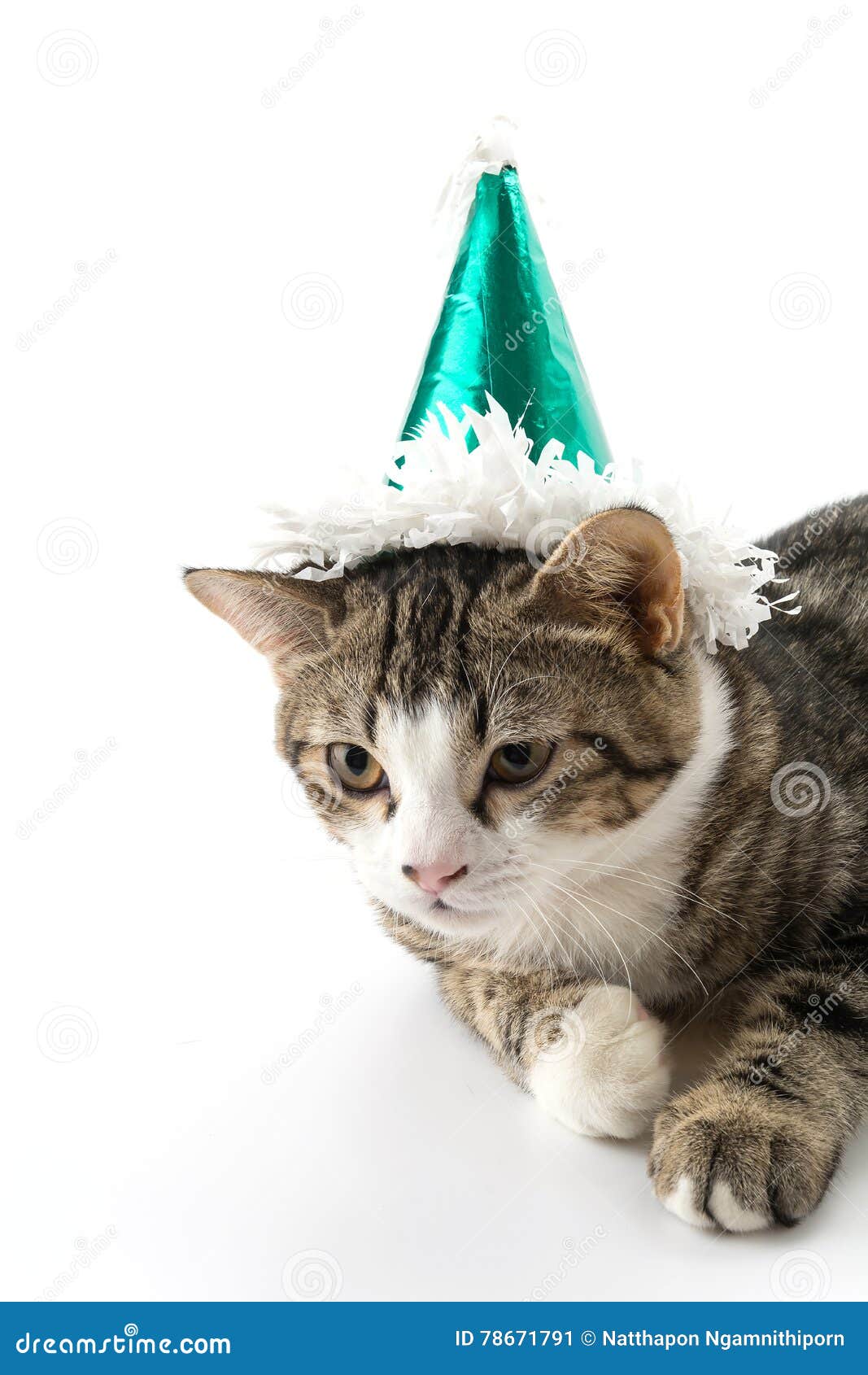 Cat with party hat stock image. Image of hilarious, singing - 78671791