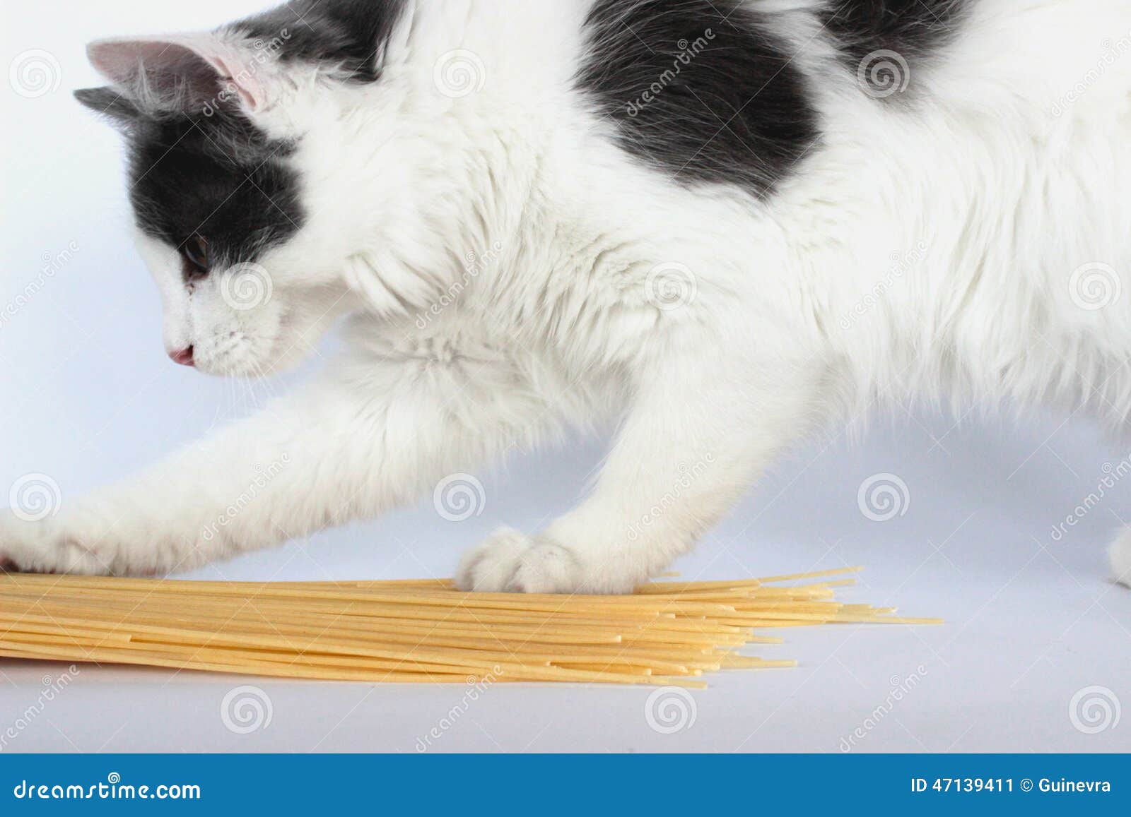 Cat with pasta stock image. Image of spagetti, sphagetti - 47139411