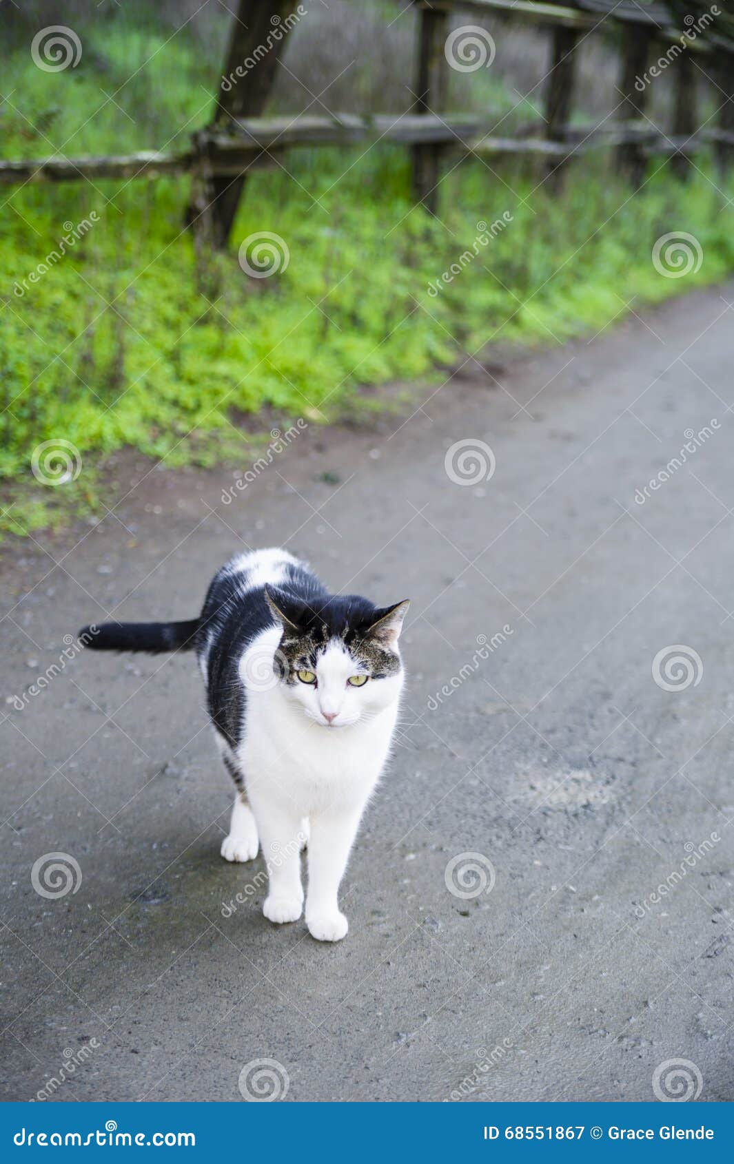 Cat on path stock image. Image of roam, wildlife, spoted - 68551867