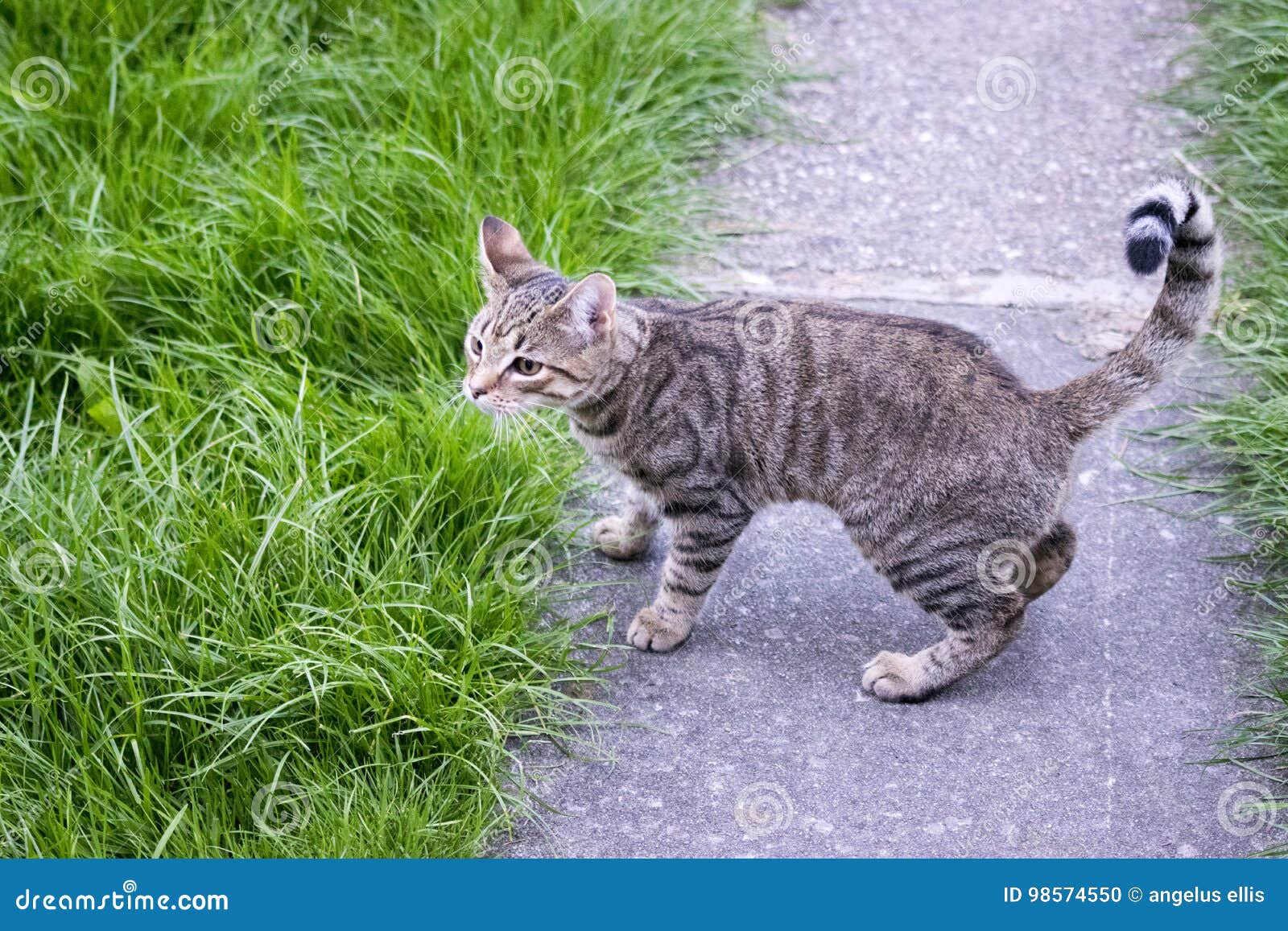 Cat on the path stock photo. Image of path, face, grass - 98574550