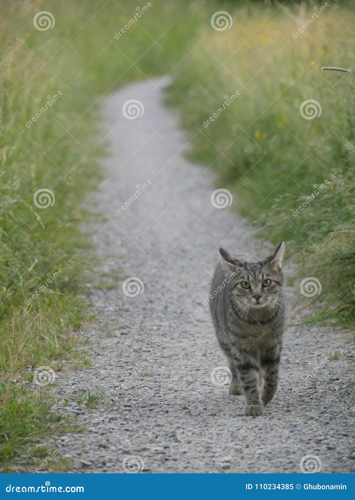 Cat path stock image. Image of british, black, grass - 110234385