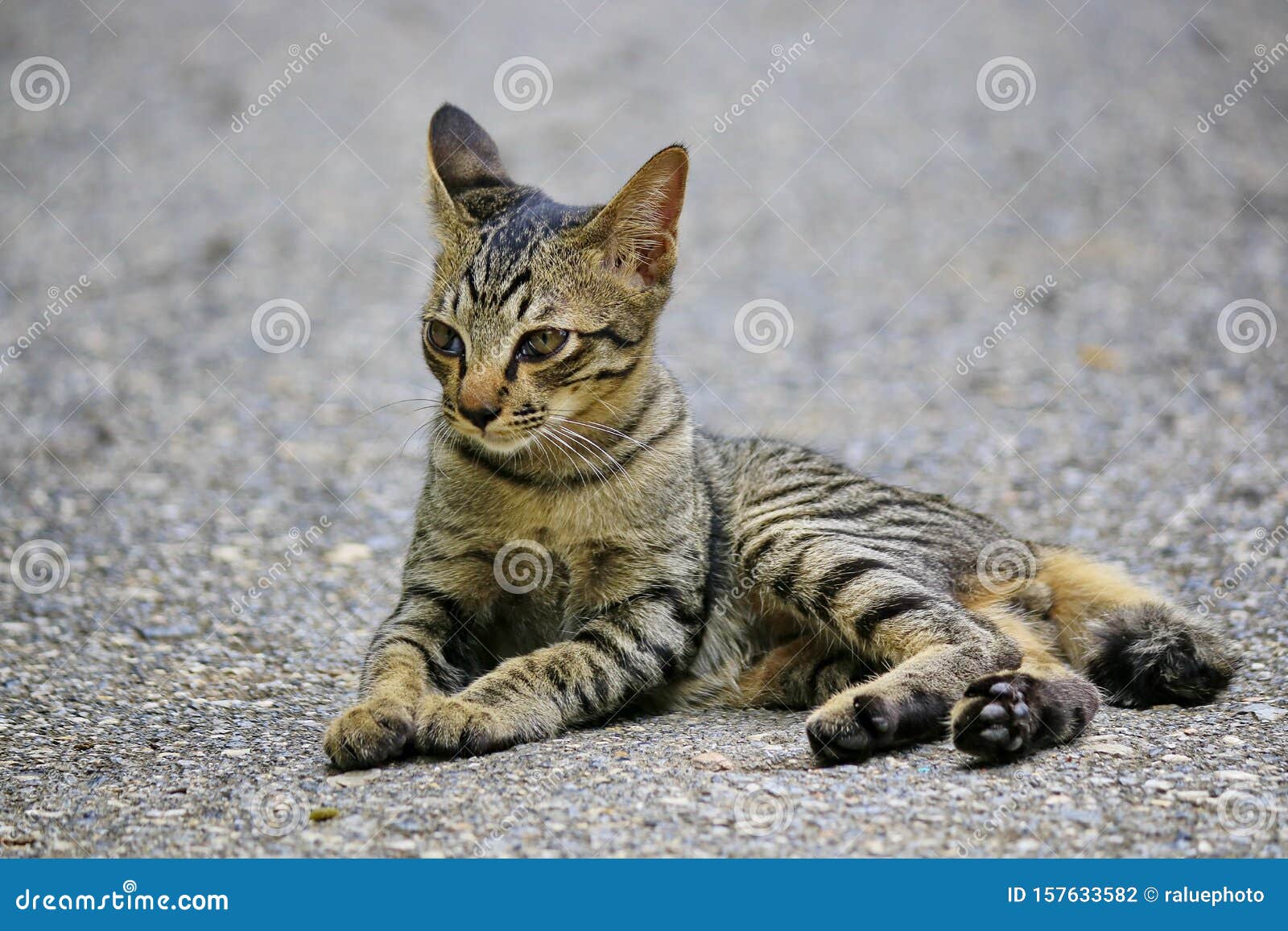 A Cat with Patterns Like a Tiger Stock Photo - Image of bengal, brown ...