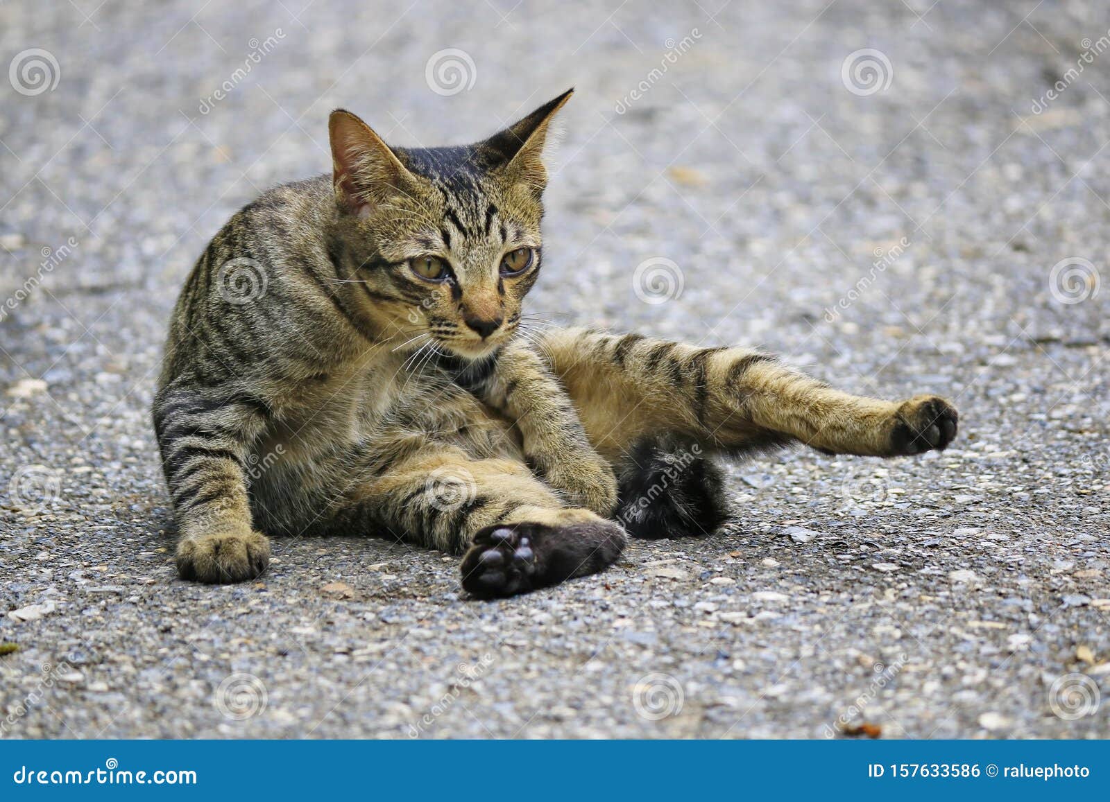 A Cat with Patterns Like a Tiger Stock Photo - Image of patterns ...