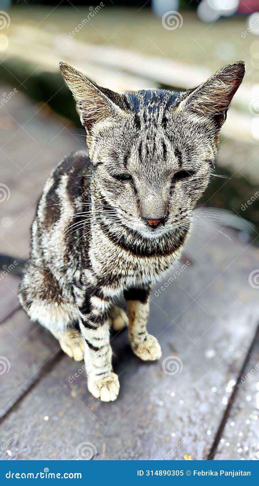 Cat with Patterns stock image. Image of swirls, coatthe - 314890305