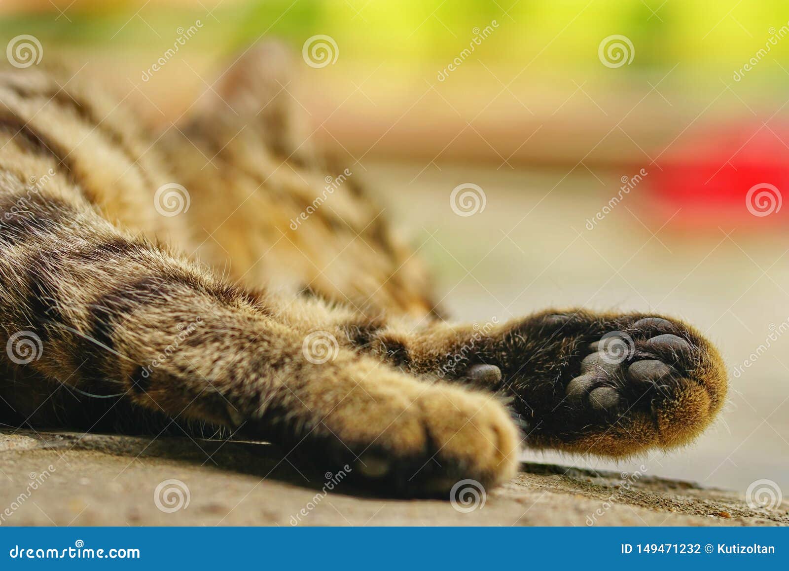 Cat Paw foto de stock. Imagem de felino, doméstico, chita - 149471232