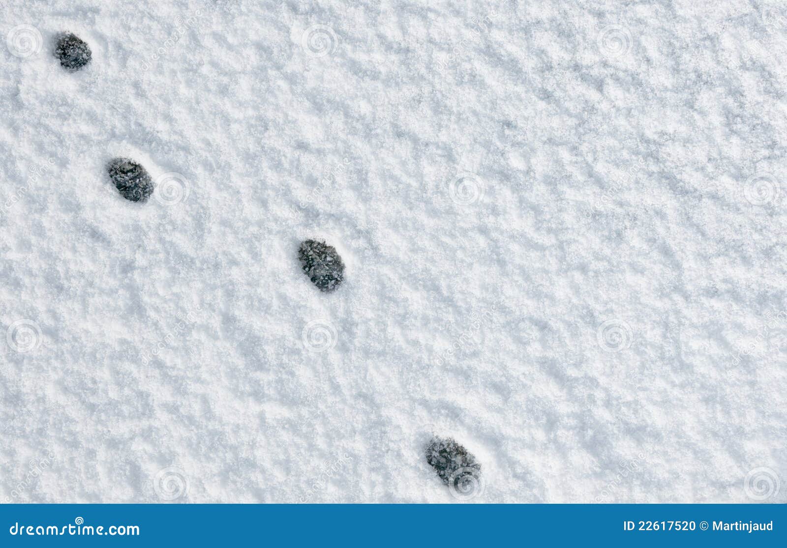 Cat Paw Footprints in the Snow Stock Photo - Image of animal, freeze ...