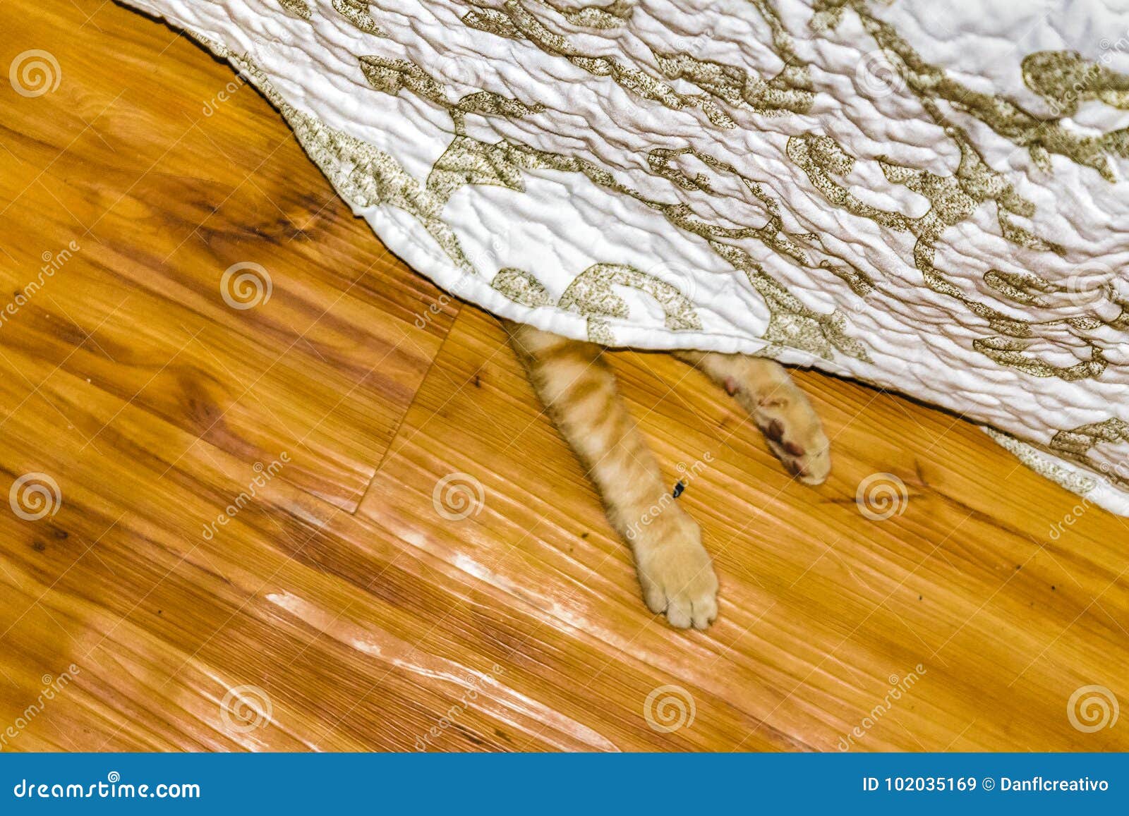 Cat Paw Peeking Under the Bed Stock Image - Image of angle, wooden ...