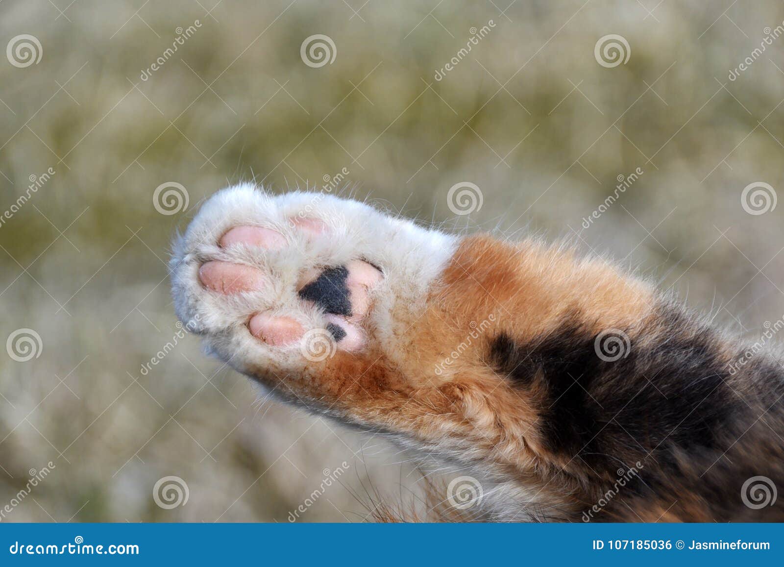Cat paw photo stock photo. Image of architecture, structure - 107185036