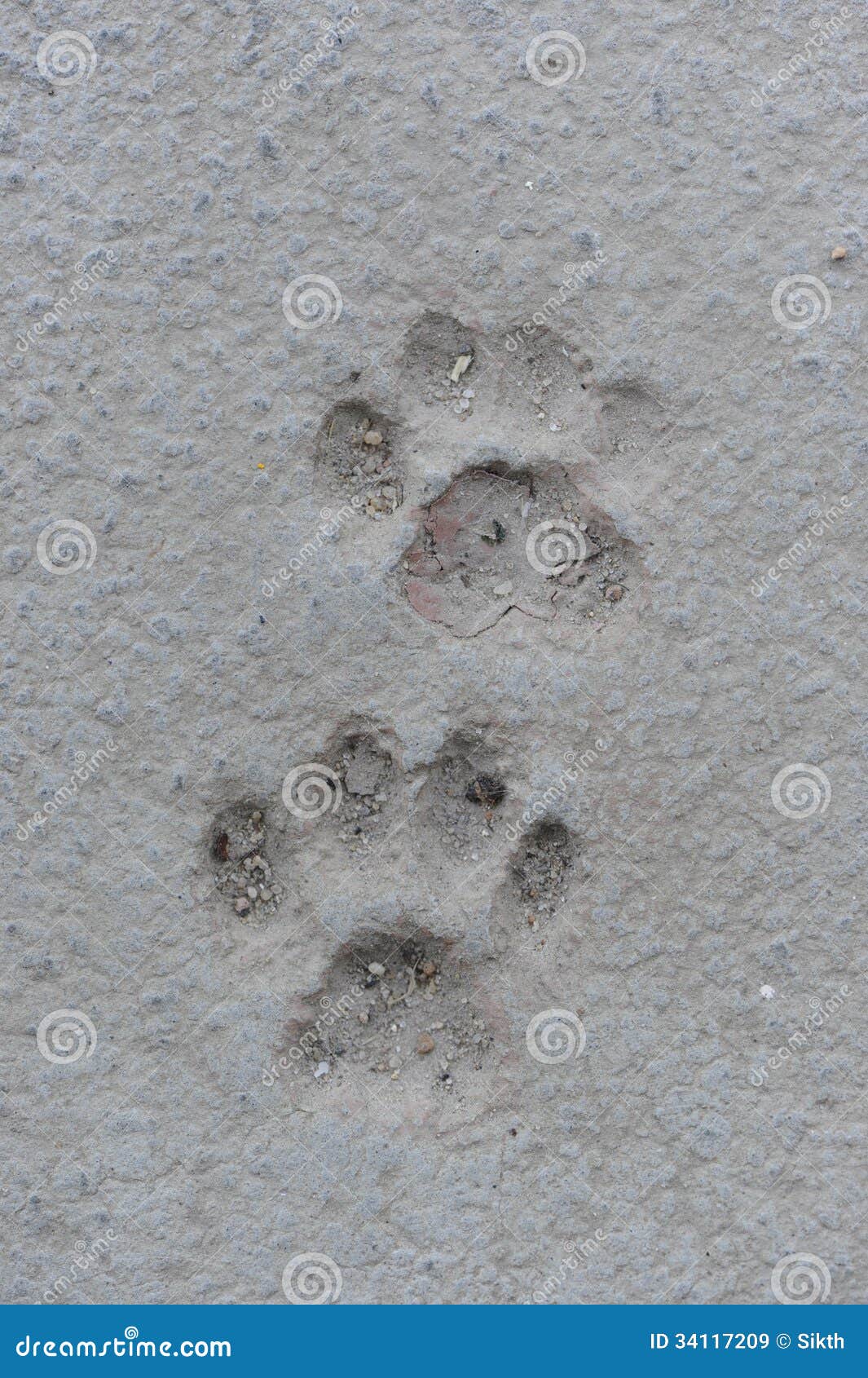 Cat Paw Prints in Concrete stock image. Image of feet - 34117209
