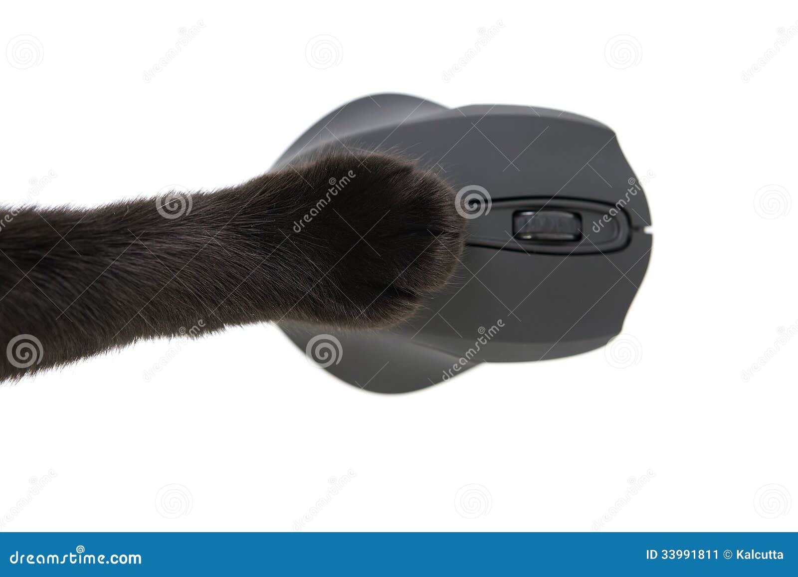 Cat Paw Using a Computer Mouse Stock Image - Image of feline, pretty ...