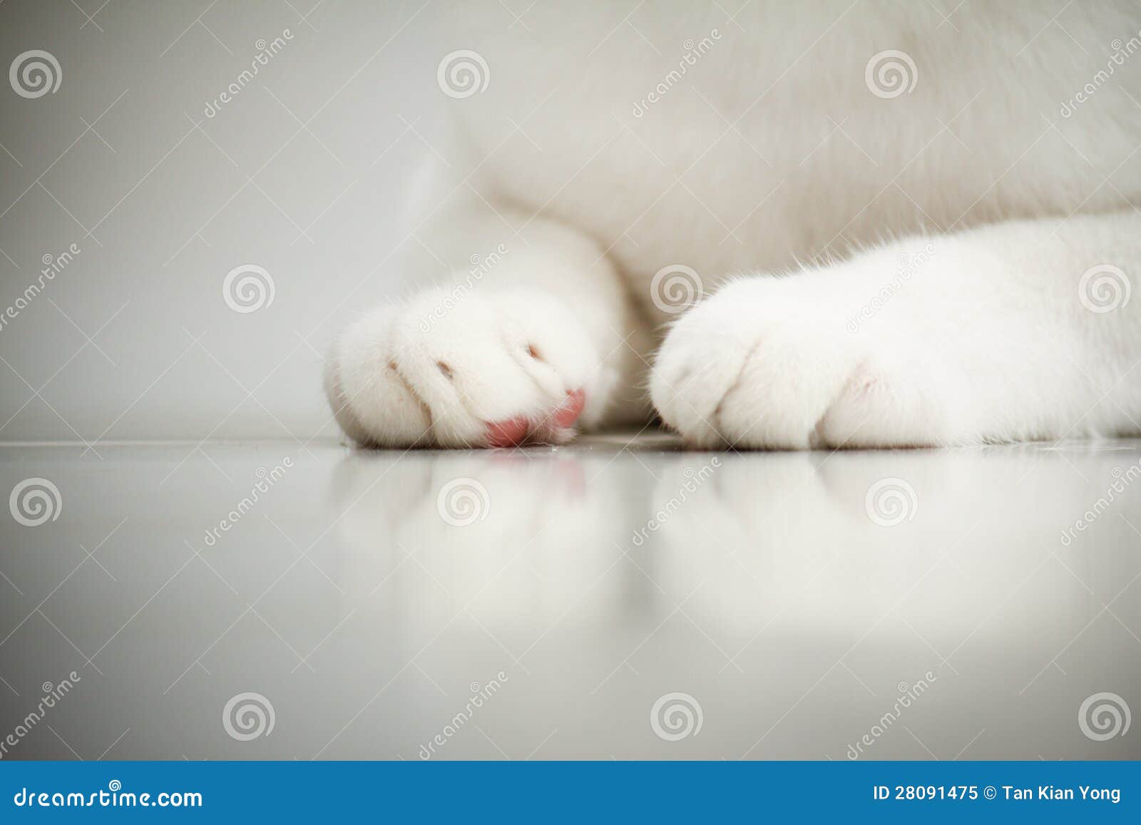 Cat paws stock image. Image of tomcat, mammal, purr, paws - 28091475