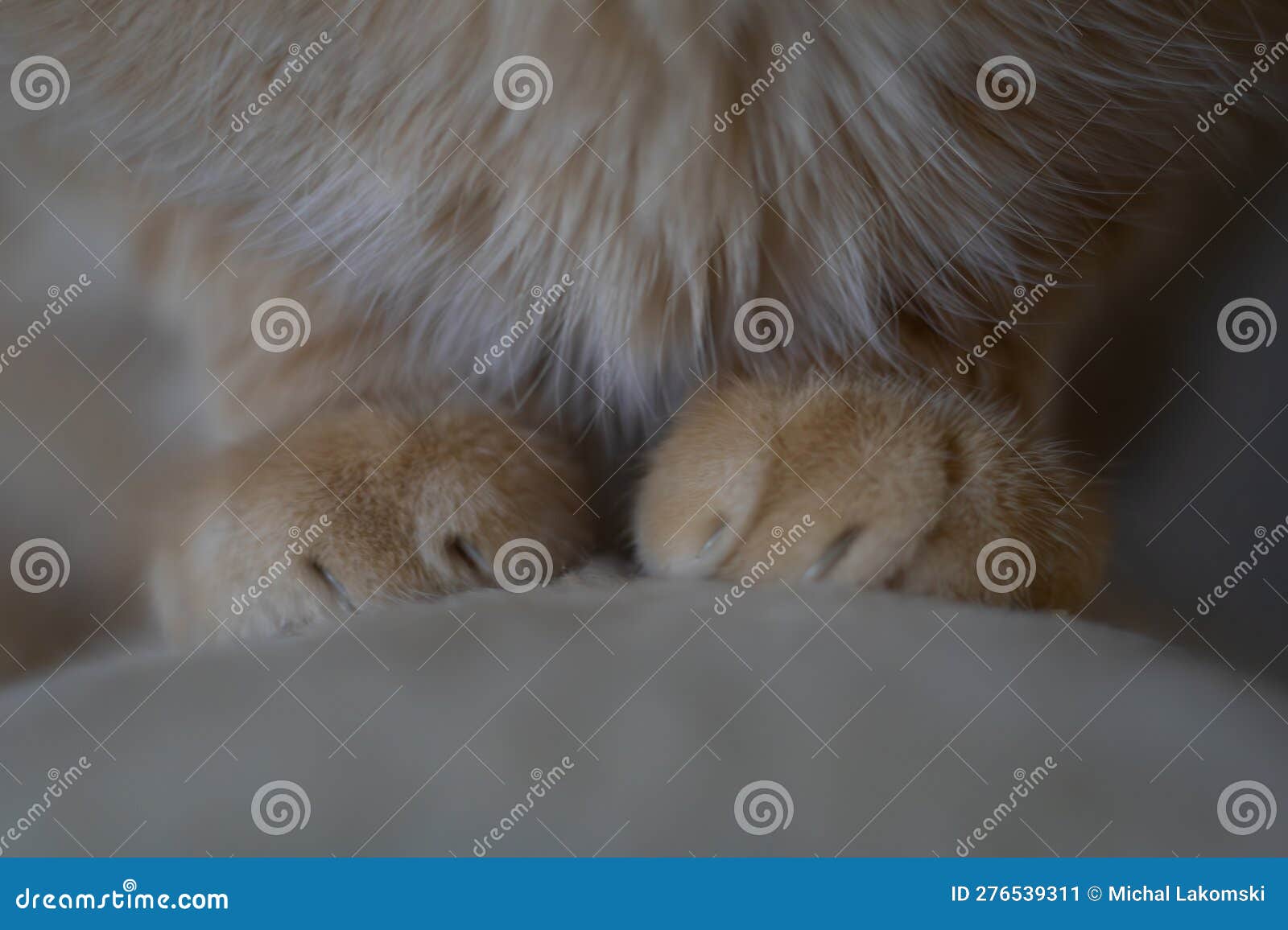 Cat paws with claws stock image. Image of animal, claws - 276539311