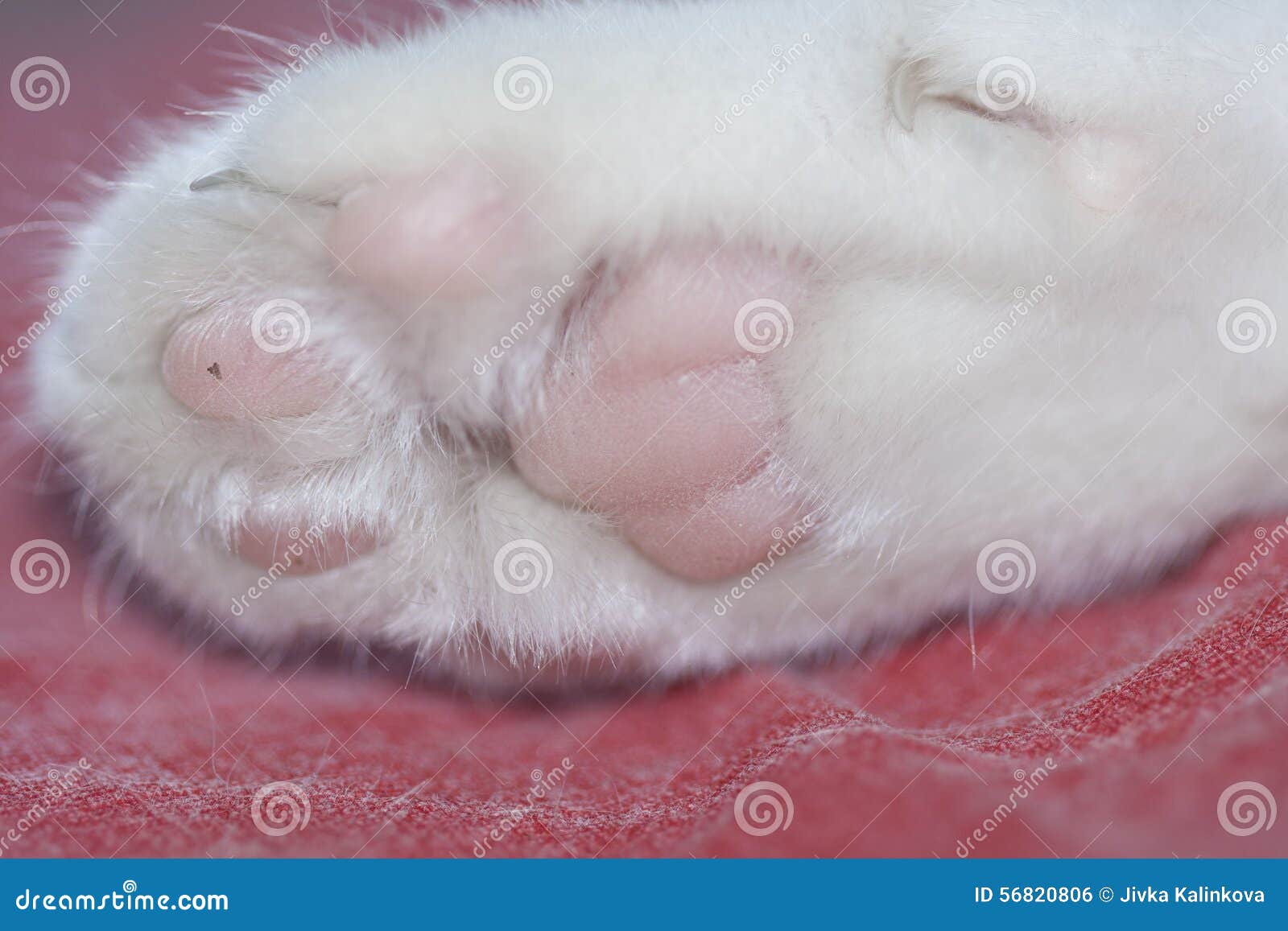 Cat paws stock photo. Image of details, nails, mouth - 56820806