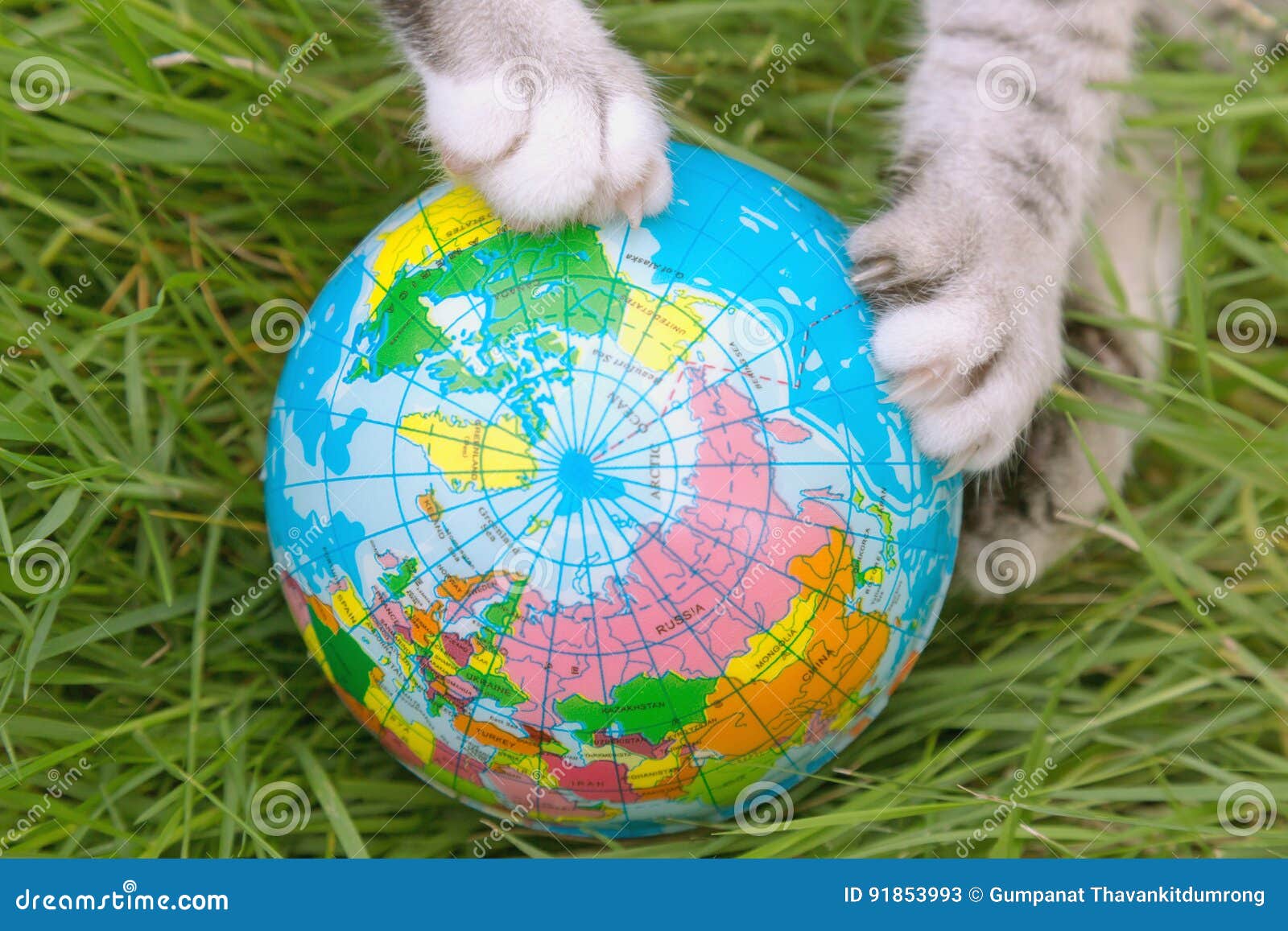 Cat Paws Playing Globe on the Grass. Stock Image - Image of idea, paws ...