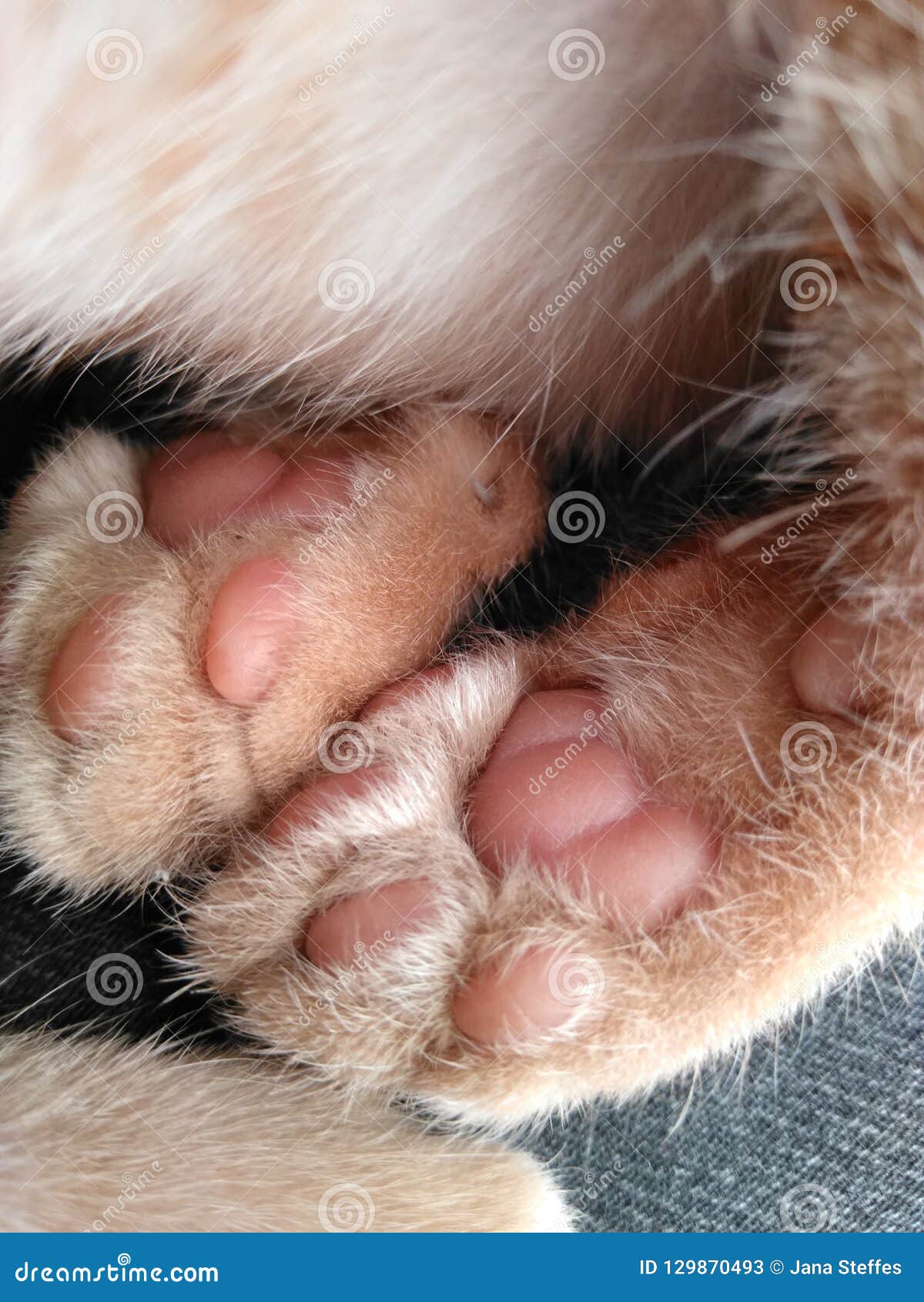 Cat Paws stock image. Image of paws, love, holiday - 129870493