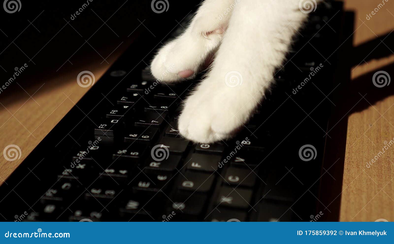 Cat Paws Type on the Keyboard Stock Footage - Video of cute, lion ...
