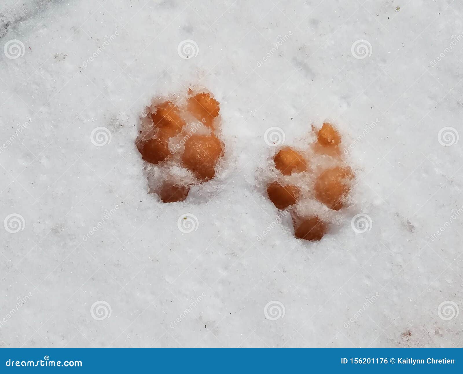 Cat paws walk in winter stock photo. Image of perfect - 156201176