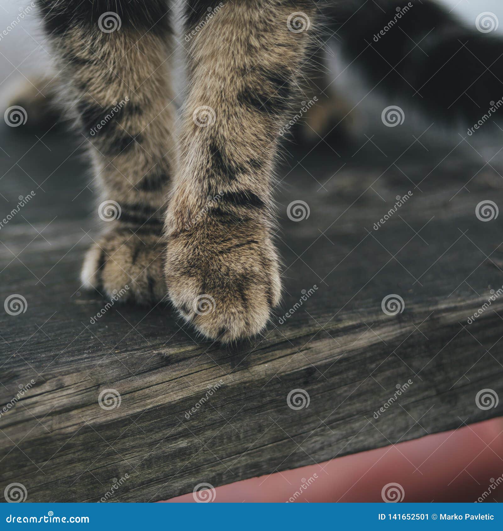 39,230 Cat Paws Photos - Free & Royalty-Free Stock Photos from Dreamstime