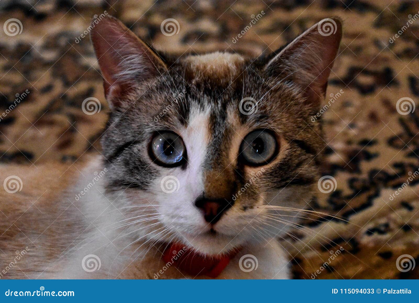 Cat Paying Attention To the Camera Stock Image - Image of cute ...